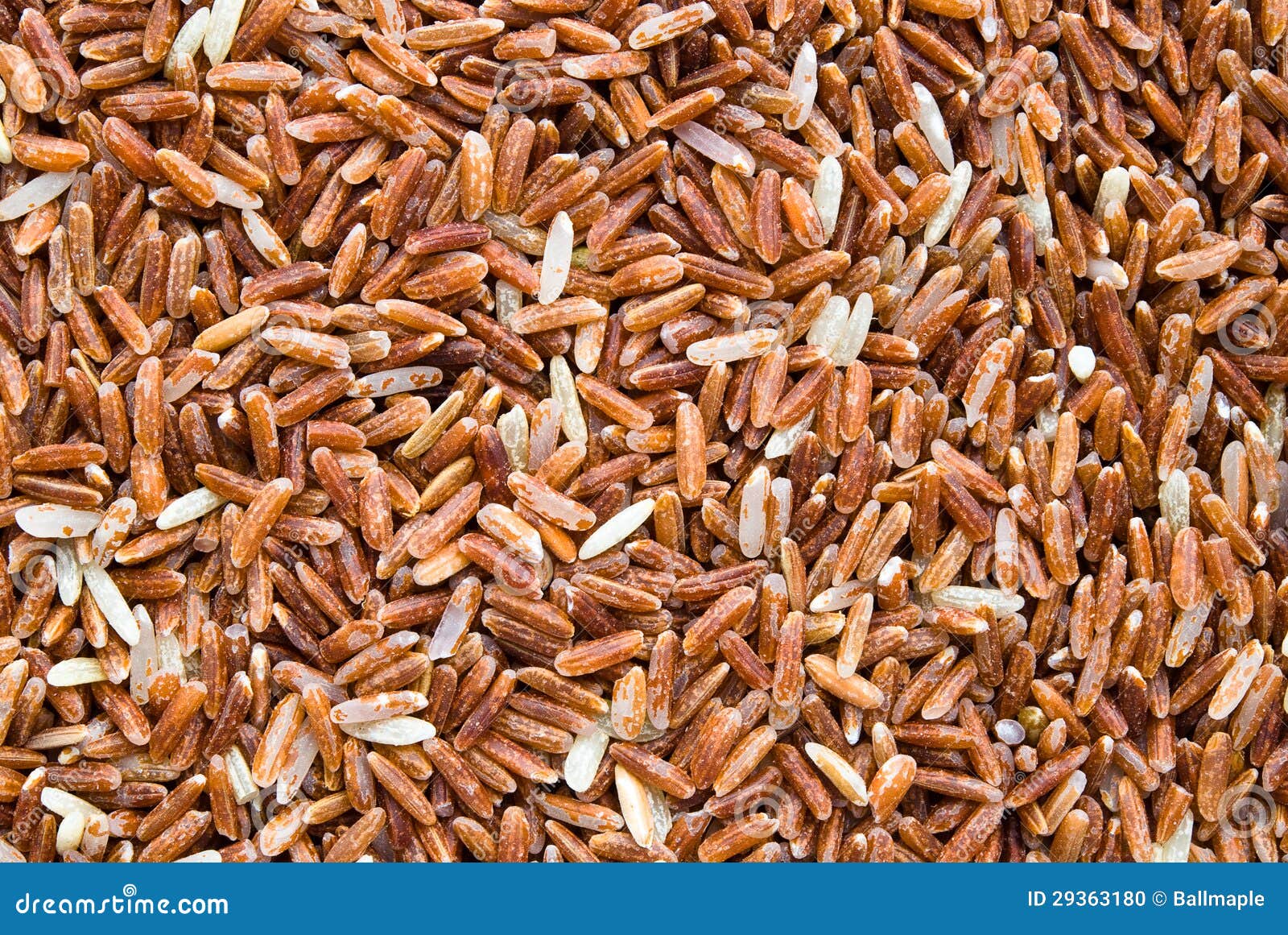 Brown rice stock photo. Image of crop, isolated, grain - 29363180