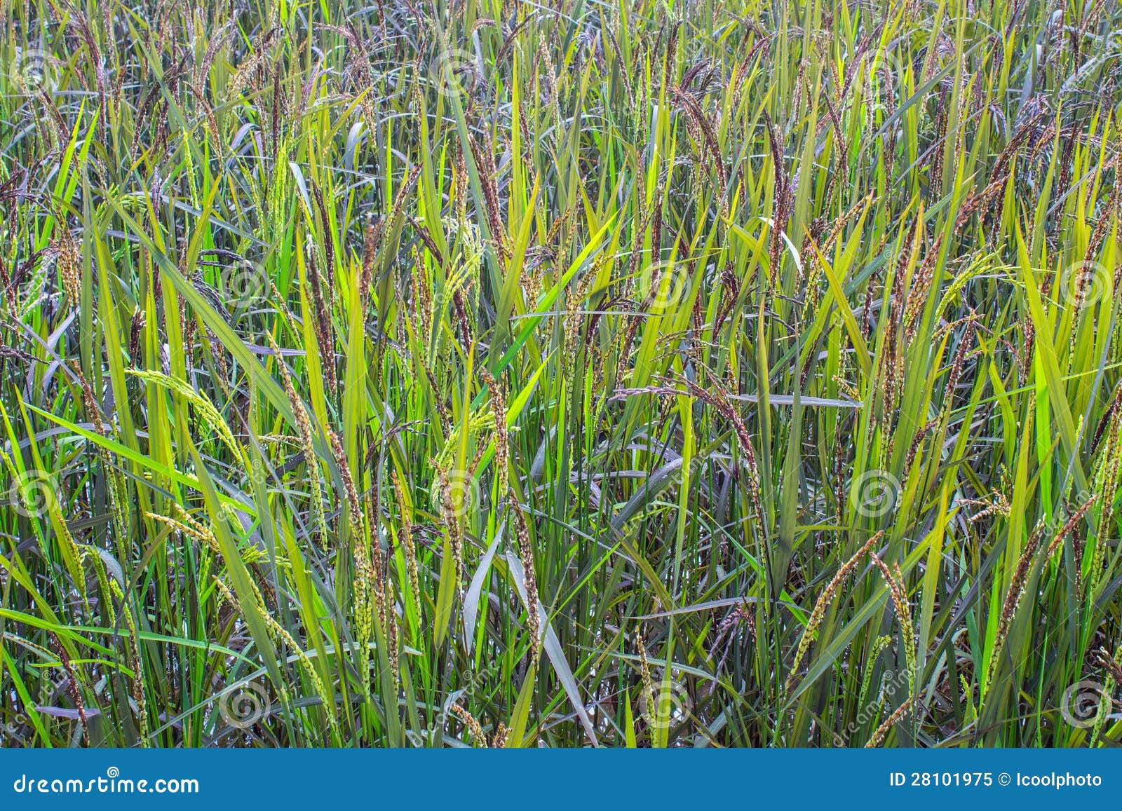 Brown rice fields stock image. Image of healthy, foliage - 28101975