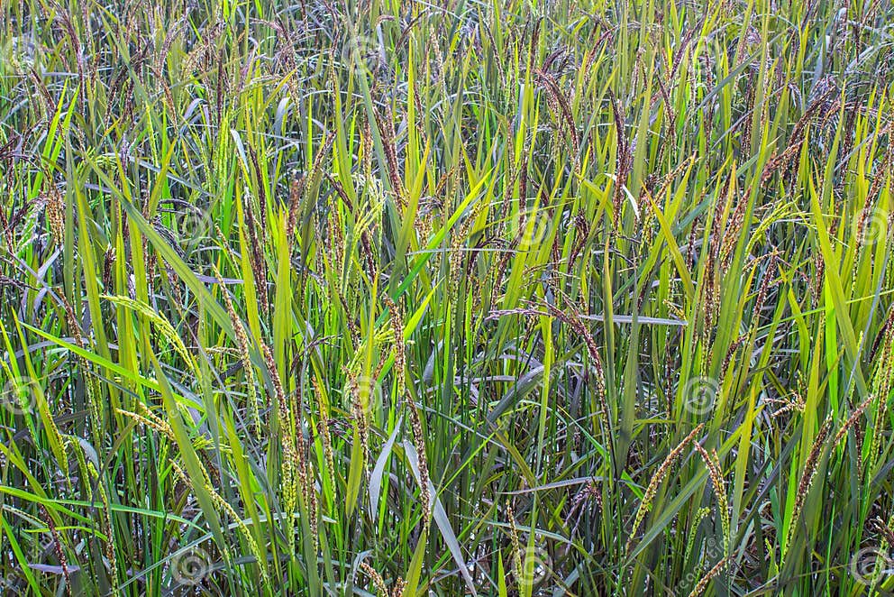 Brown rice fields stock image. Image of healthy, foliage - 28101975