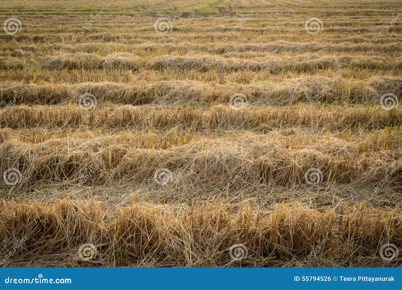 Brown rice stock photo. Image of fresh, food, life, cloudy - 55794526