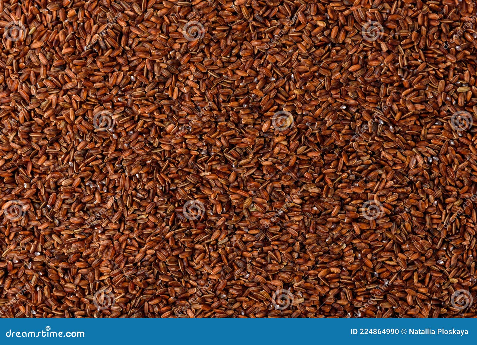 Brown Rice Isolated on White Background. Stock Photo - Image of wild ...