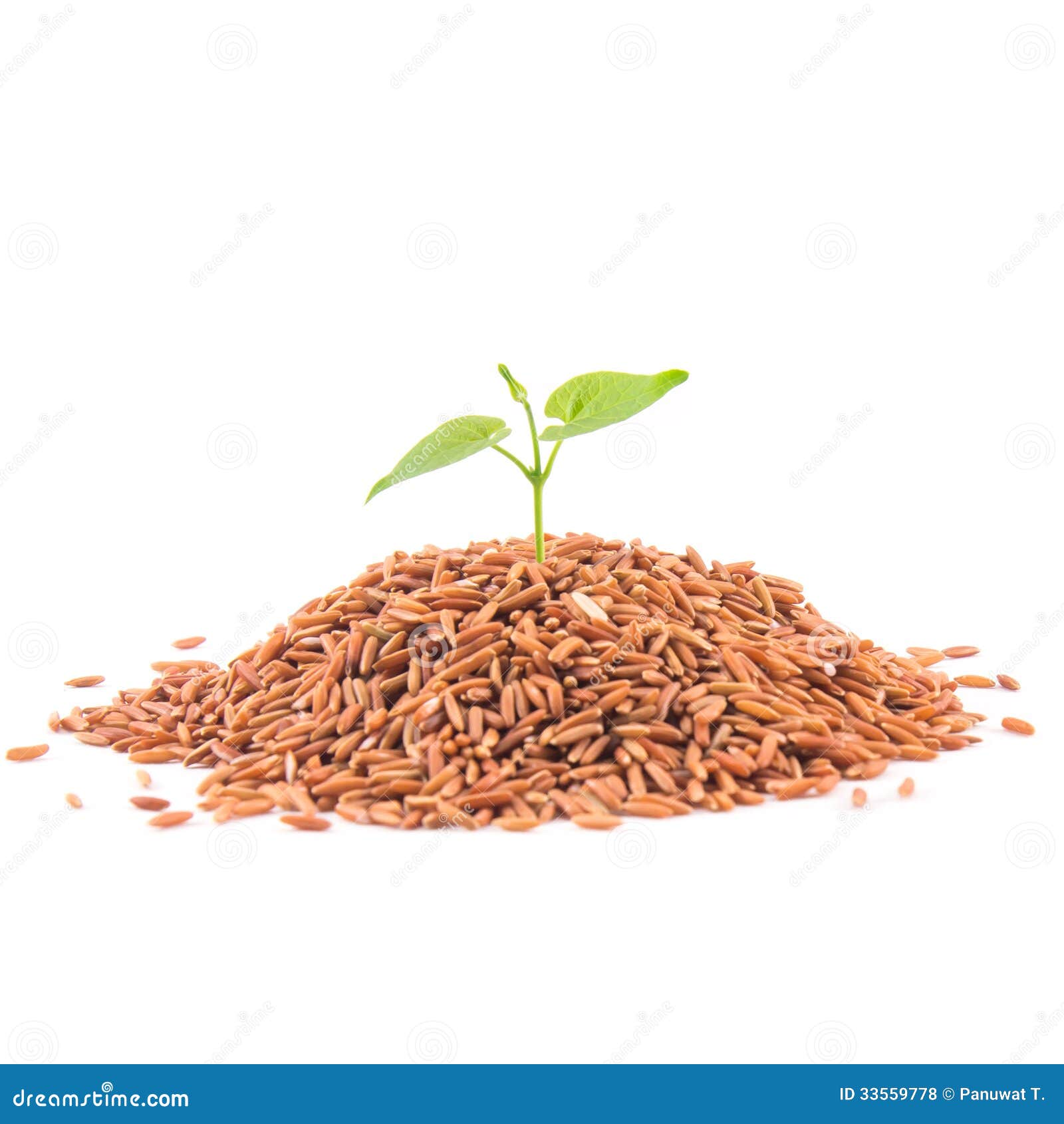 Brown Rice and Leaf on White Background Stock Photo - Image of kernels ...