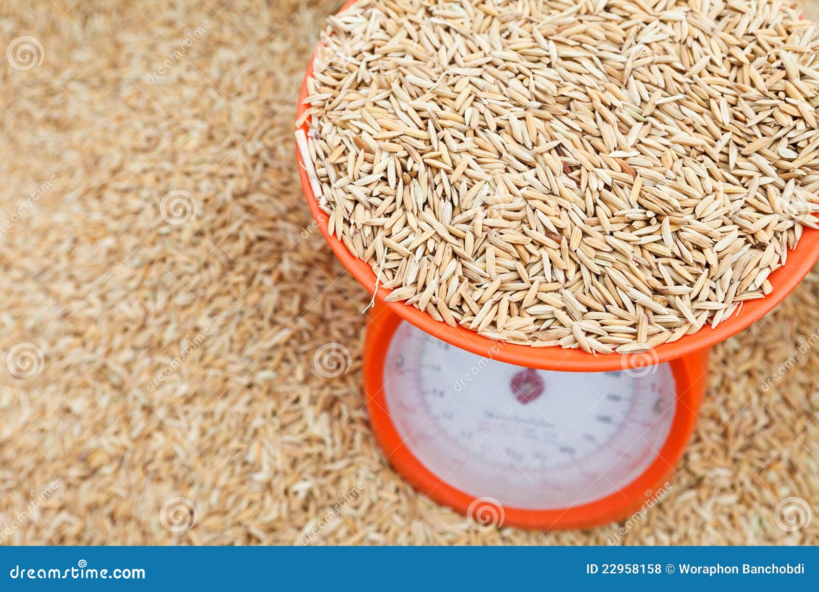 Brown rice paddy stock photo. Image of agriculture, balance - 22958158