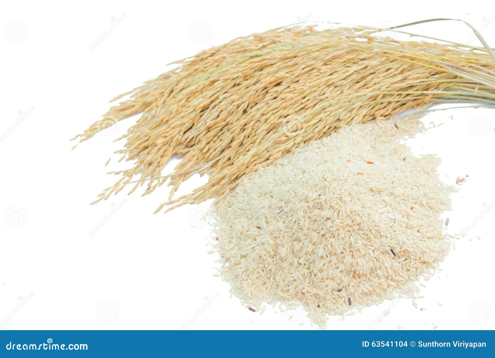 Brown Rice and Paddy Rice Isolate on White Stock Photo - Image of ...