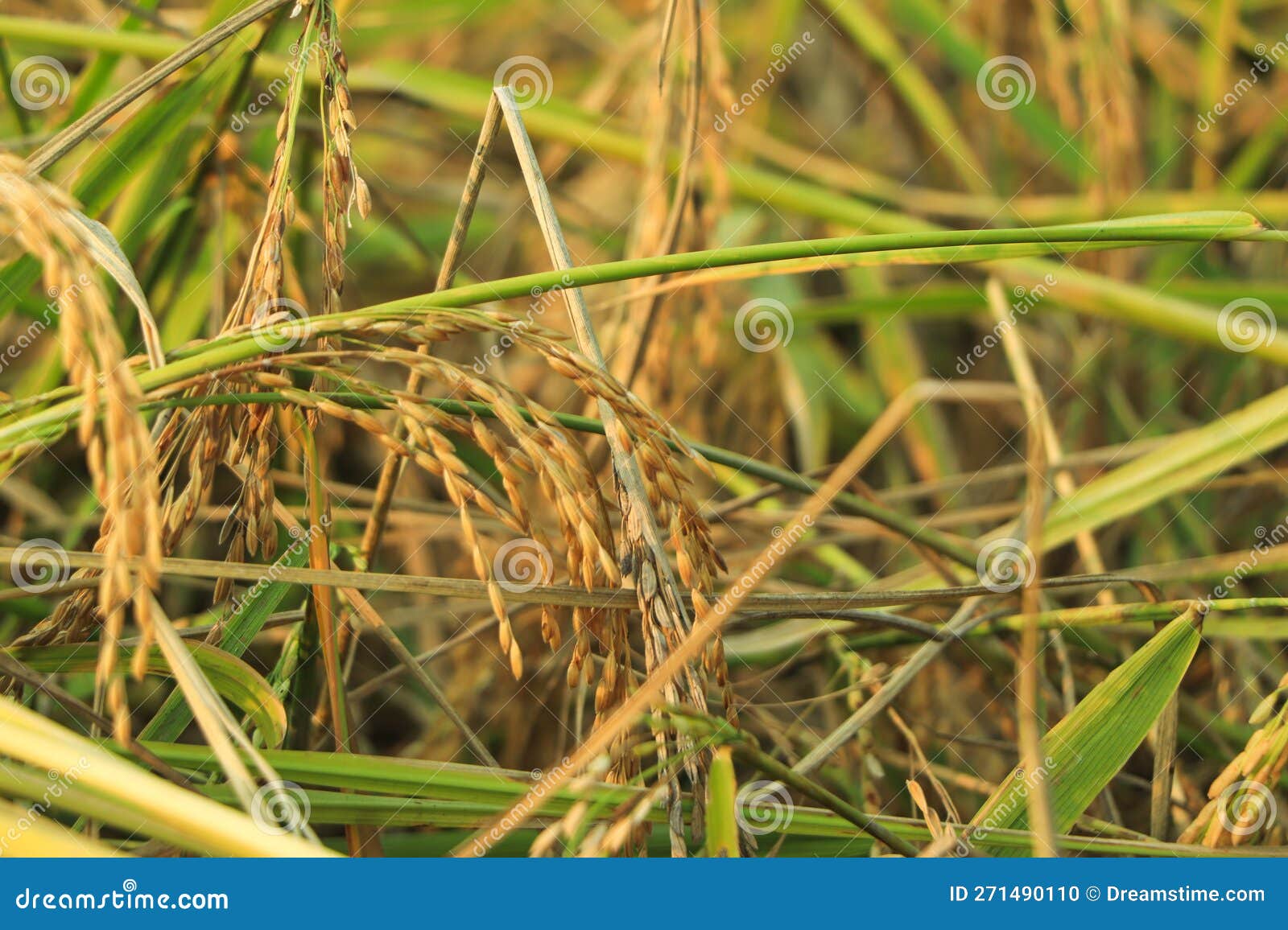 Brown Rice Plant Agriculture in Asia Stock Photo - Image of nature ...