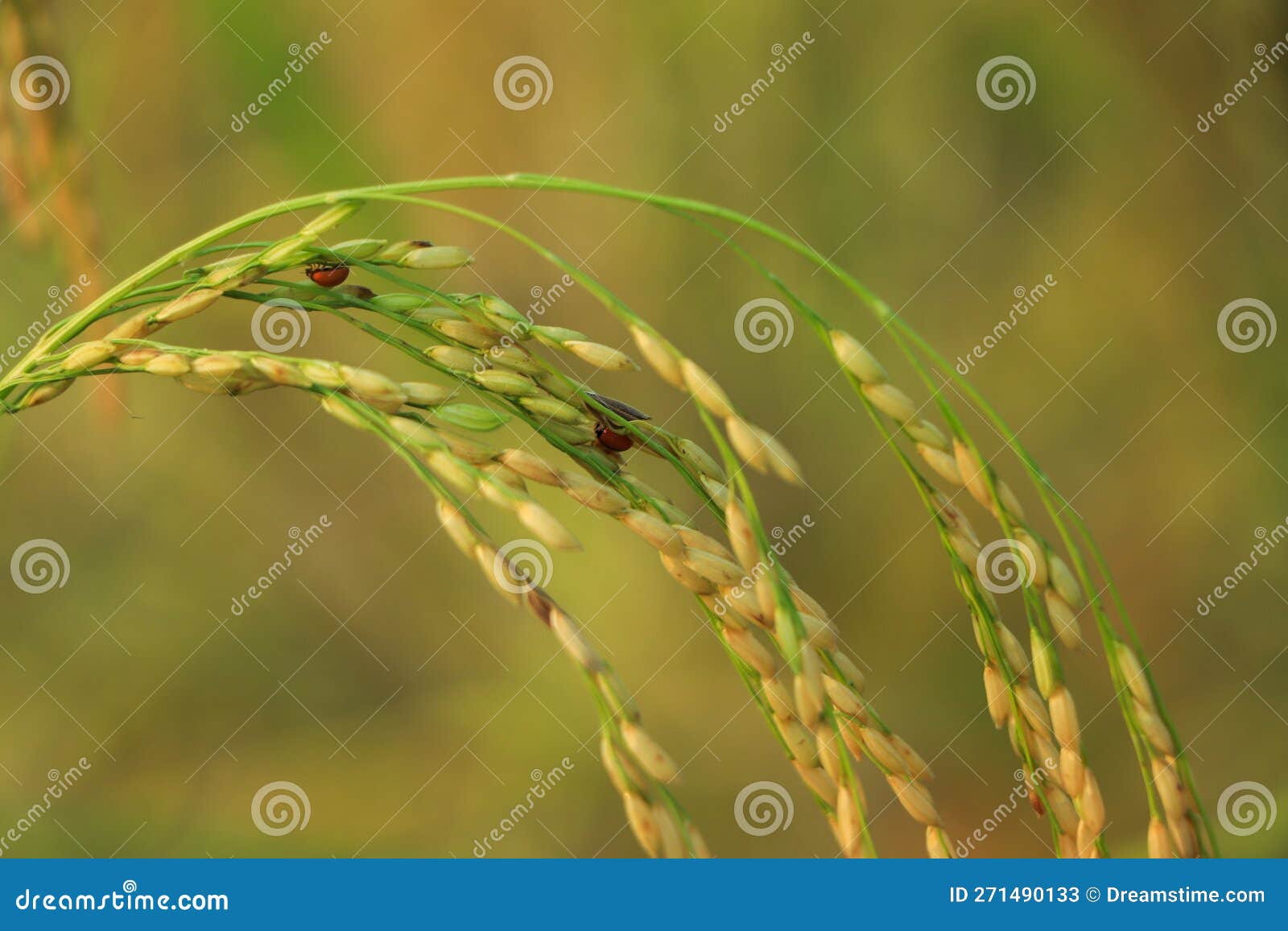 Brown Rice Plant Agriculture in Asia Stock Image - Image of environment ...