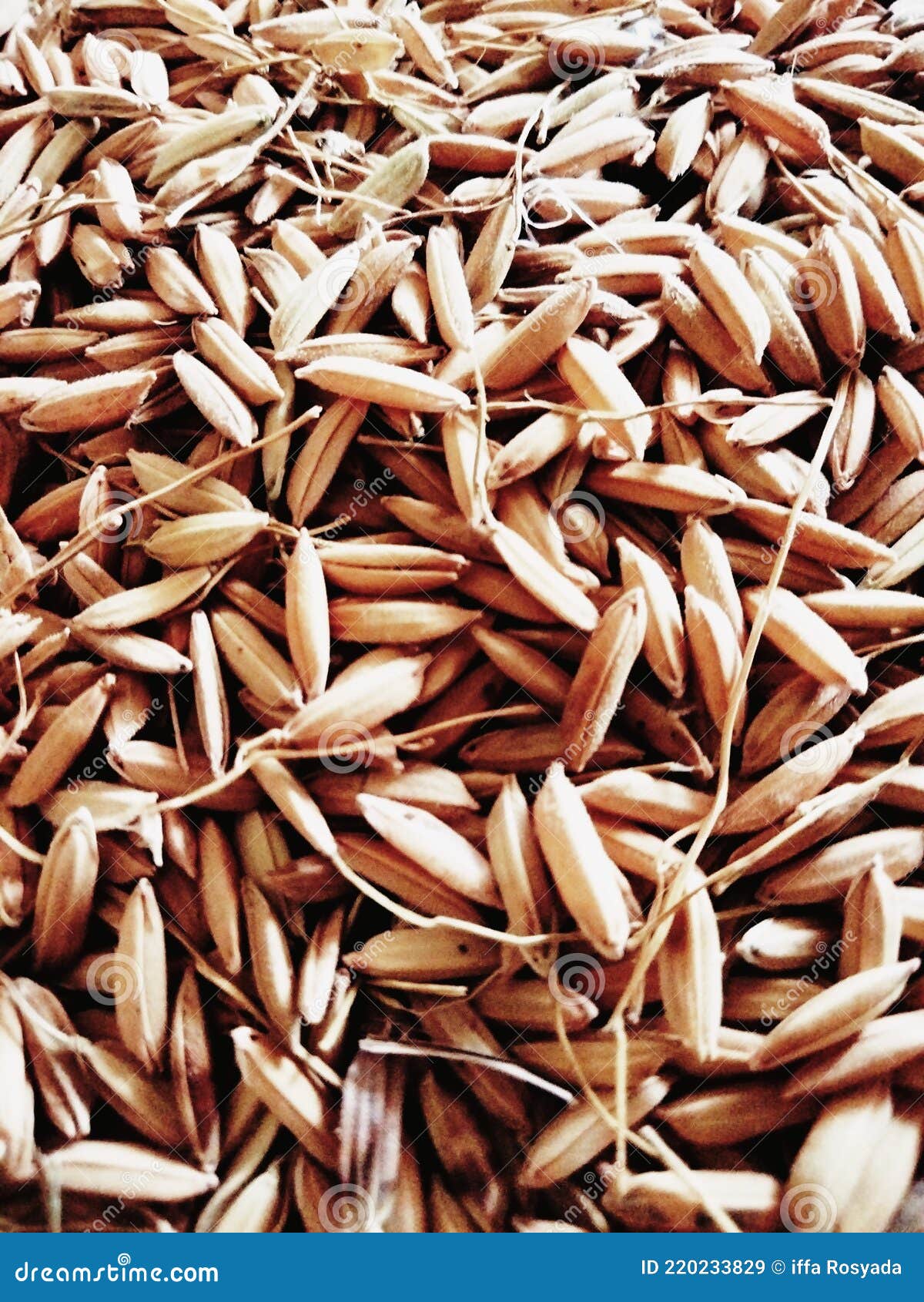Brown Rice Seeds with a Stem Stock Image - Image of rice, natural ...