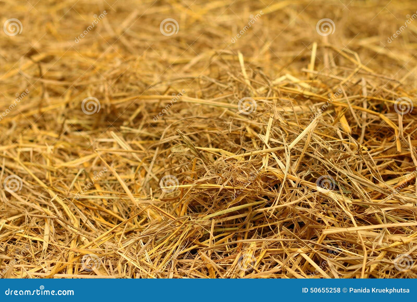Brown of Rice Straw in the Field. Stock Photo - Image of colored, brown ...