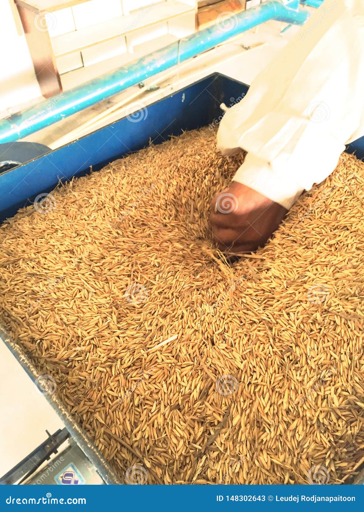 Brown Rices Were Came Out from the Paddy Separator Machine. in Rice ...