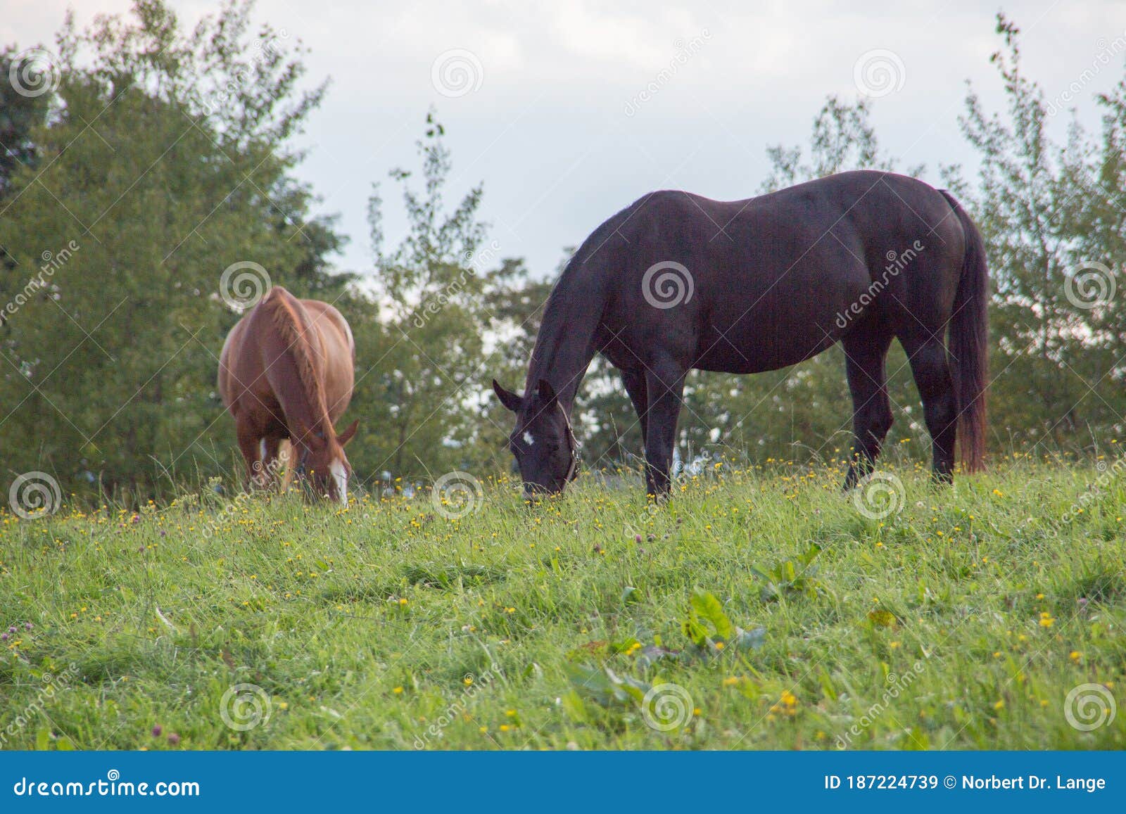 Brown riding horse stock image. Image of courier, grasen - 187224739