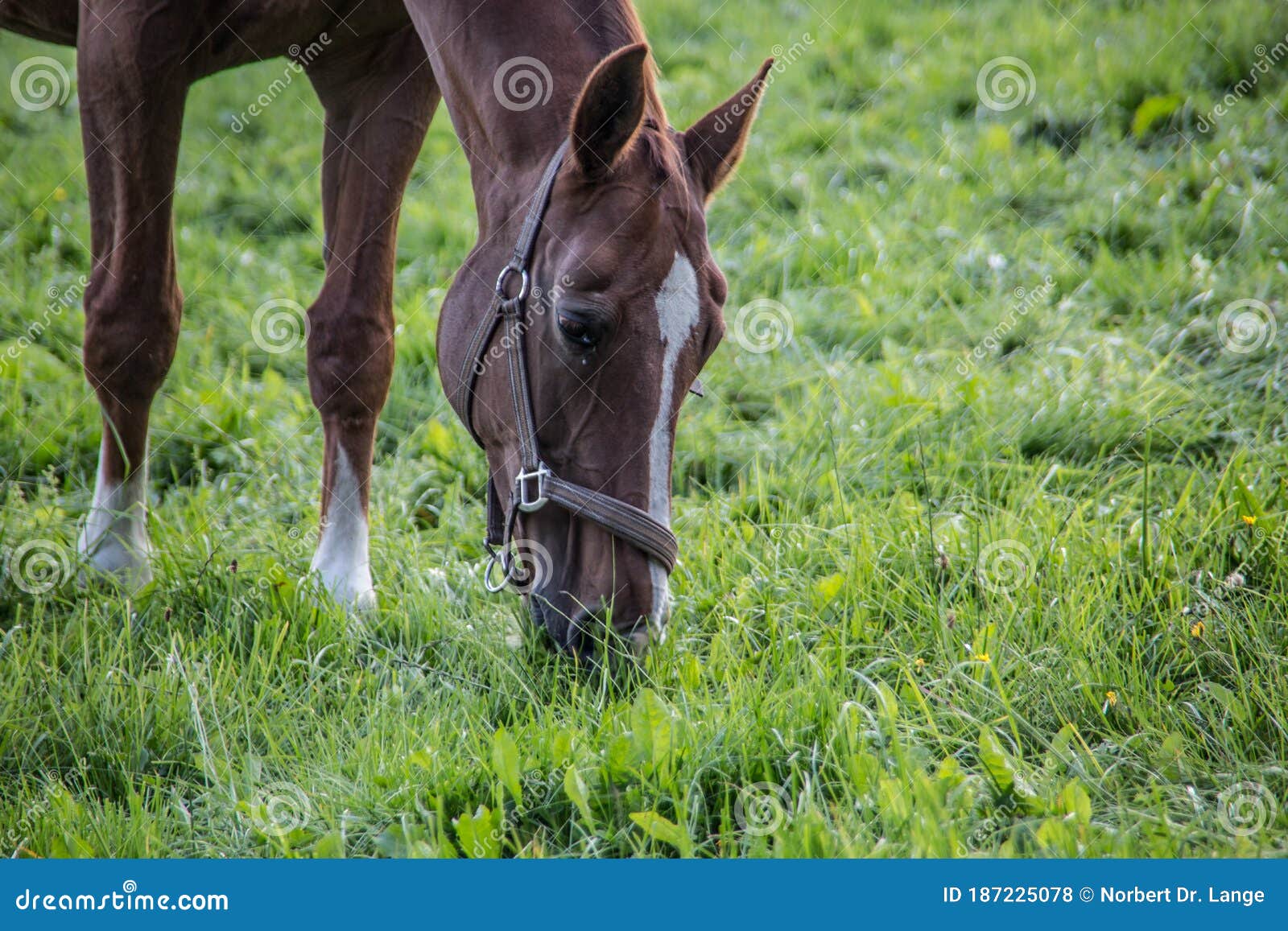 Brown Riding Horse on Pasture Stock Photo - Image of graze, stallion ...