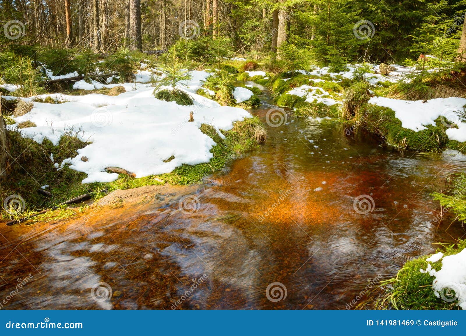 Brown River on the Peat Bog, Forest Covered with Moss Stock Image ...