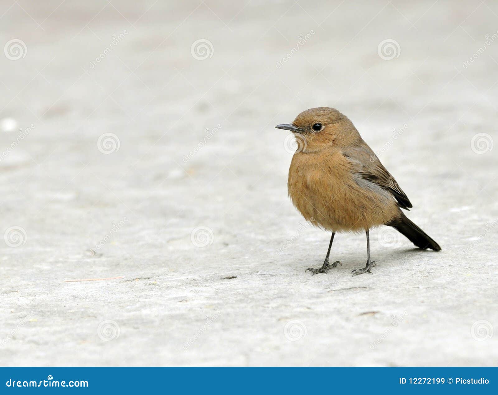 Brown robin stock image. Image of white, bill, wildlife - 12272199
