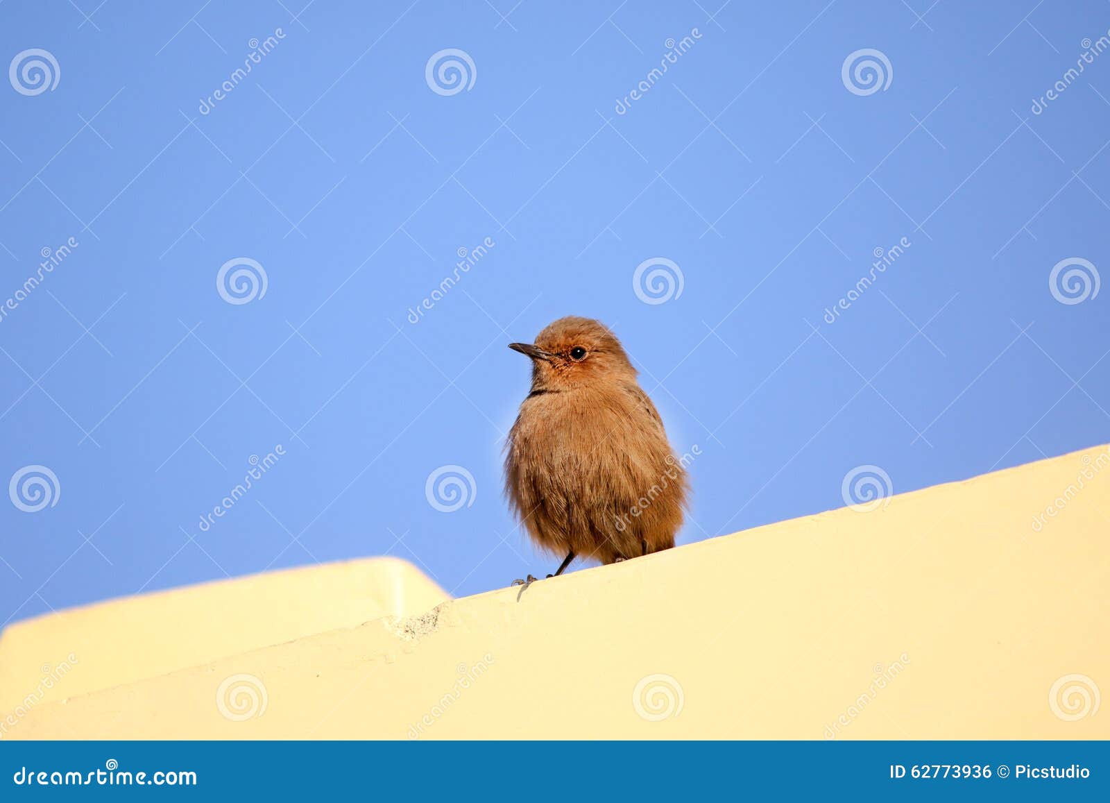 Brown robin stock photo. Image of beautiful, brown, magpie - 62773936