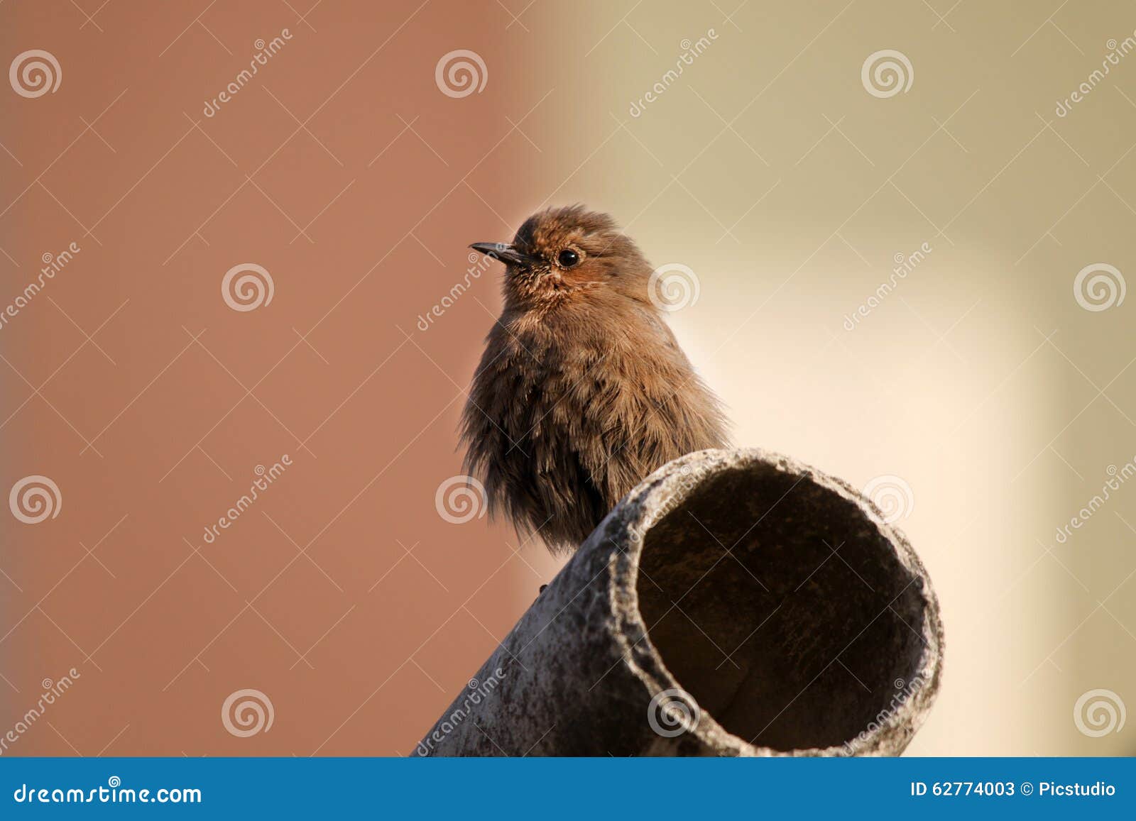 Brown robin stock image. Image of asia, indian, wildlife - 62774003
