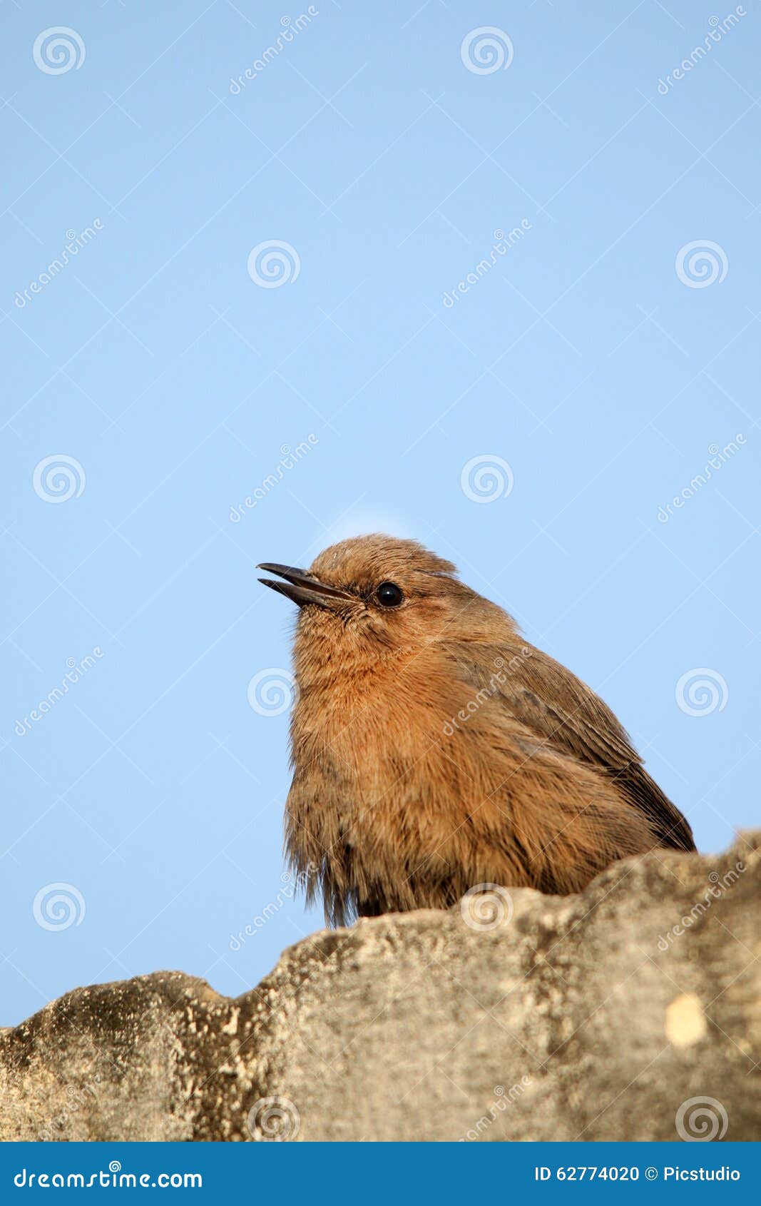 Brown robin stock photo. Image of orientel, wildlife - 62774020