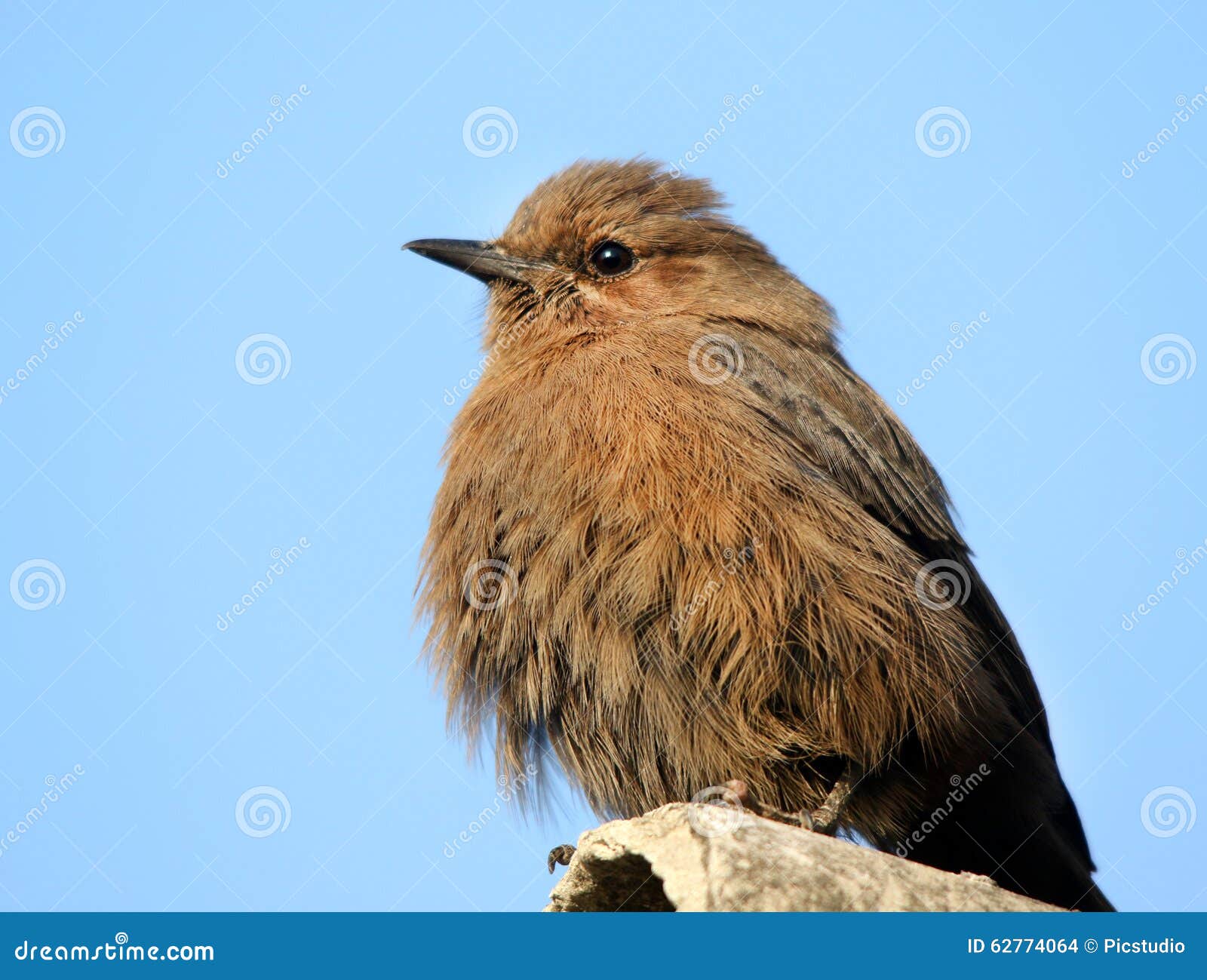 Brown robin stock photo. Image of beautiful, robin, orientel - 62774064
