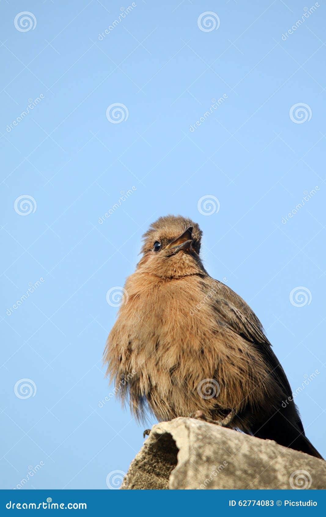 Brown robin stock image. Image of magpie, robin, beautiful - 62774083