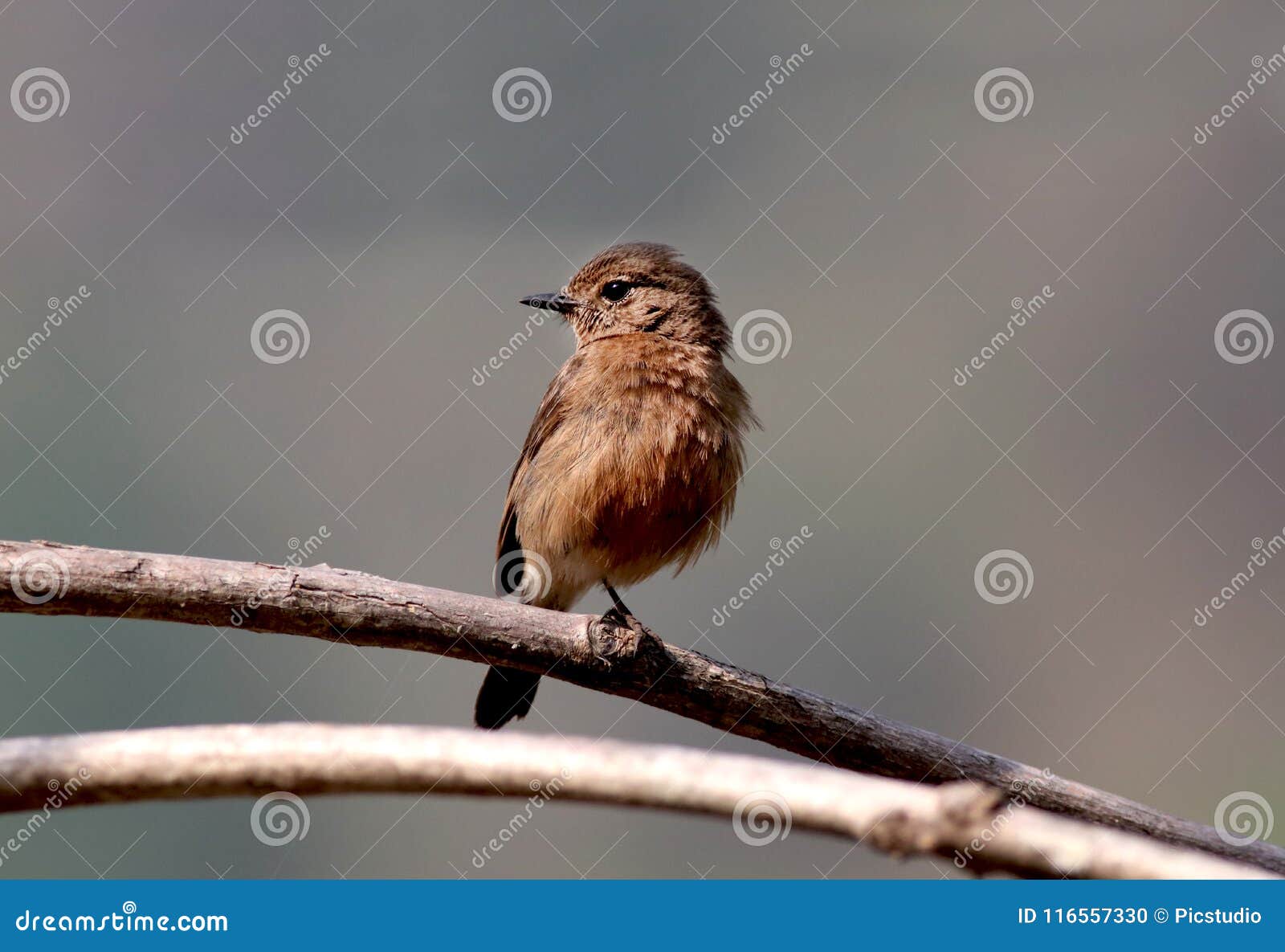 Brown robin stock photo. Image of breast, brown, outdoors - 116557330