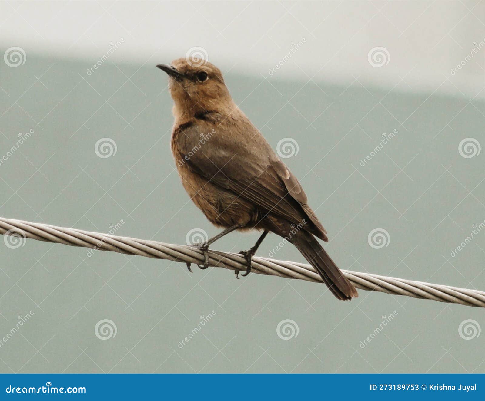 Brown Rock Chat & X28;Indian& X29; Bird Stock Image - Image of wildlife ...