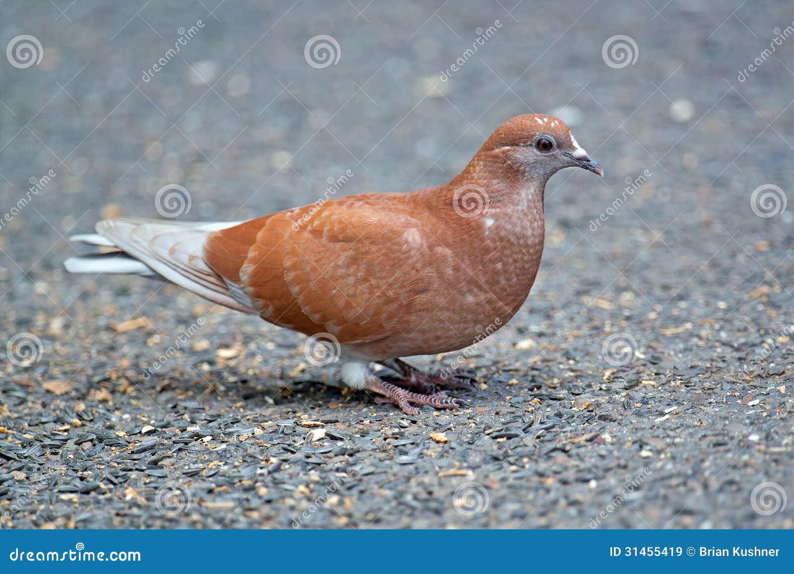 Brown Rock Pigeon stock image. Image of color, livia - 31455419