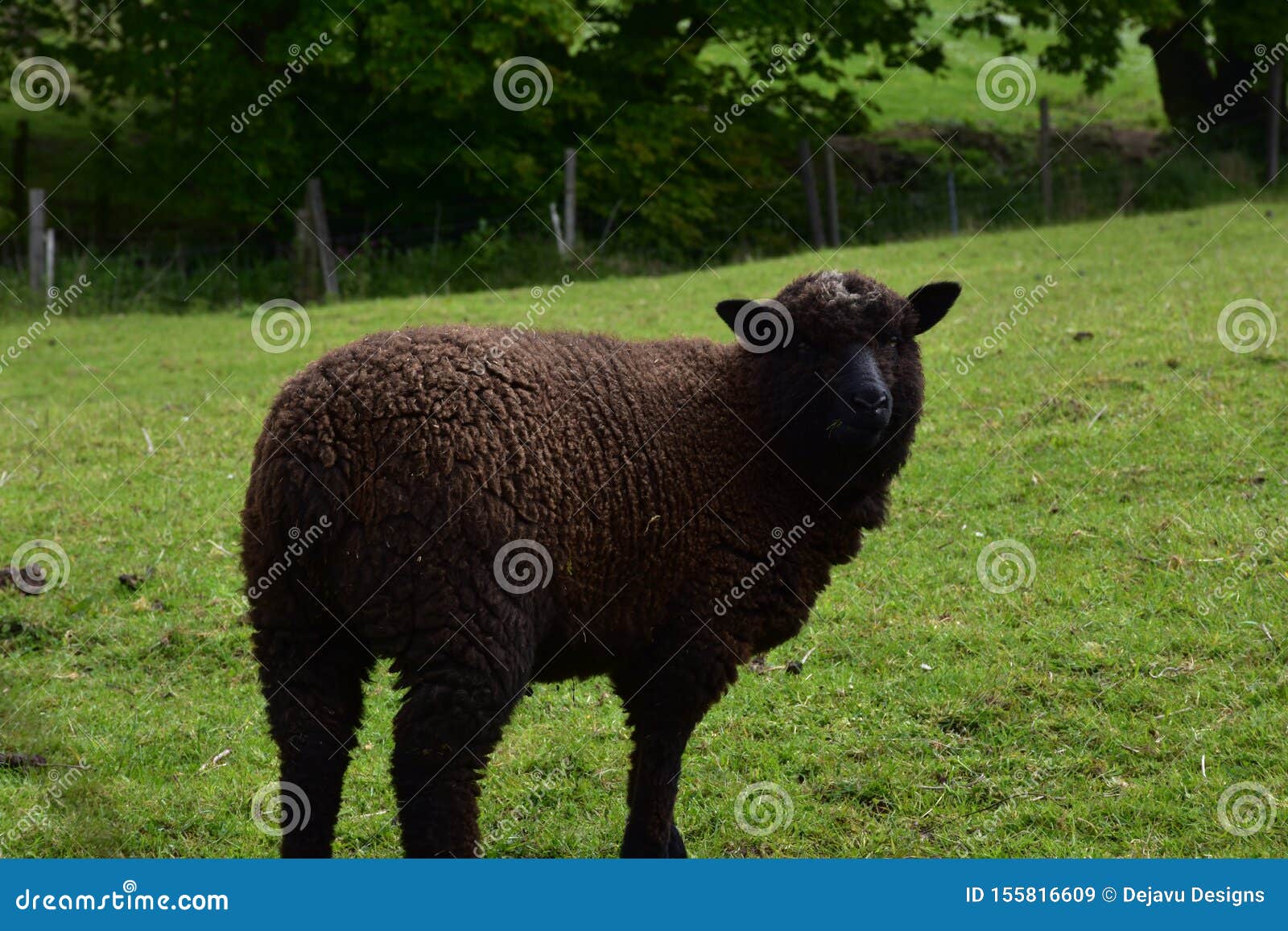 Brown Romney Sheep Looking Back Over His Shoulder Stock Image - Image ...