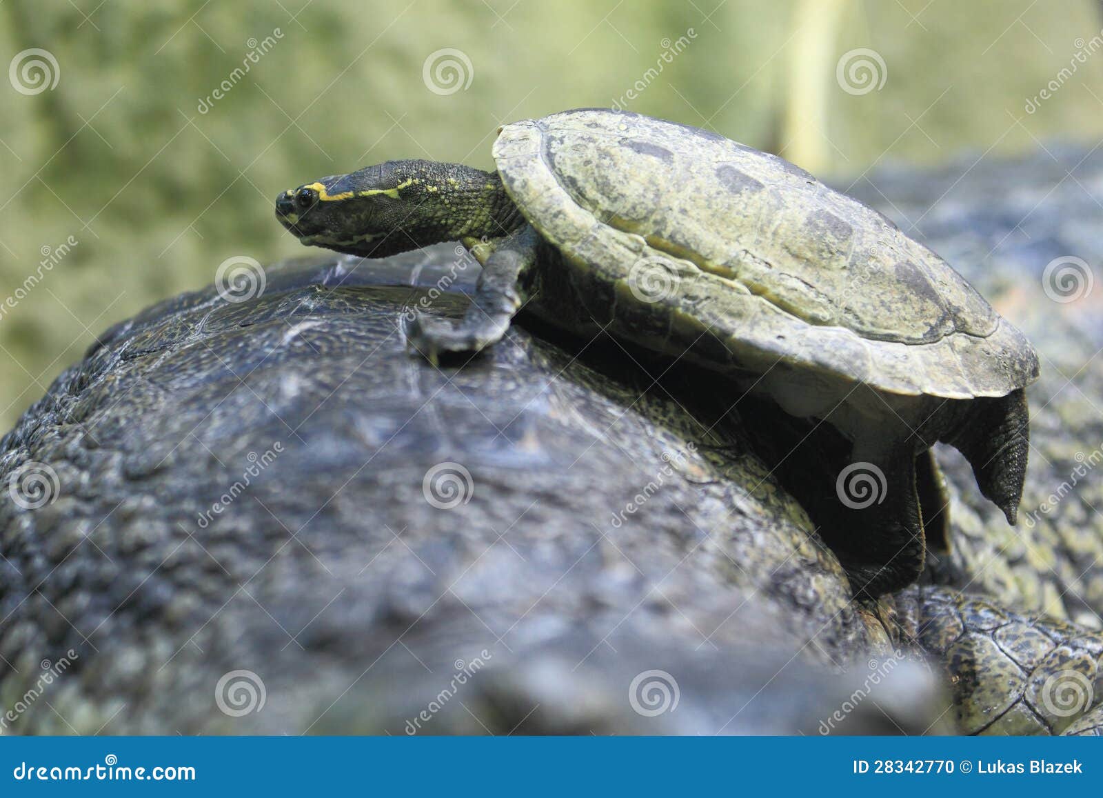 Two Indian Roofed Turtles, Kachuga Tecta, Basking In The Sun, Mahanadi ...