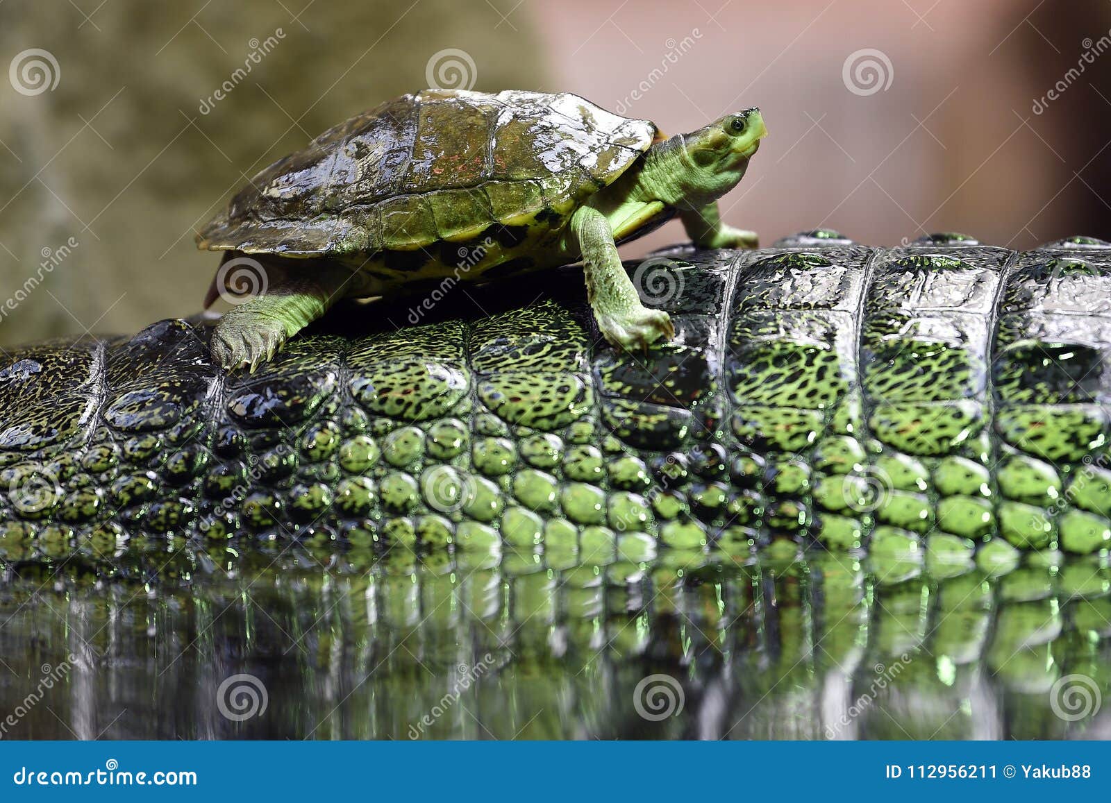 Brown roofed turtle stock image. Image of back, roofed - 112956211