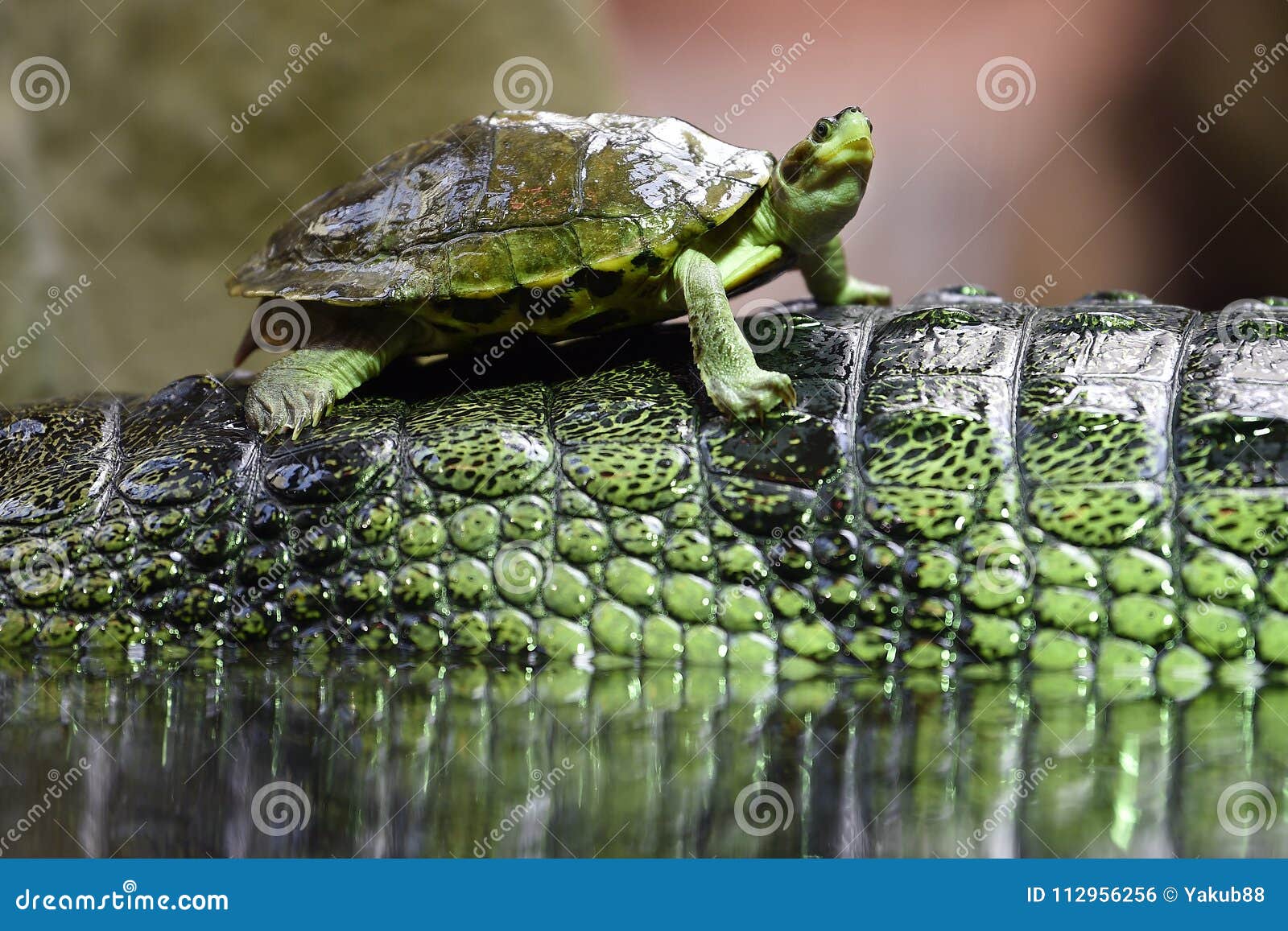 Brown roofed turtle stock photo. Image of brown, sitting - 112956256
