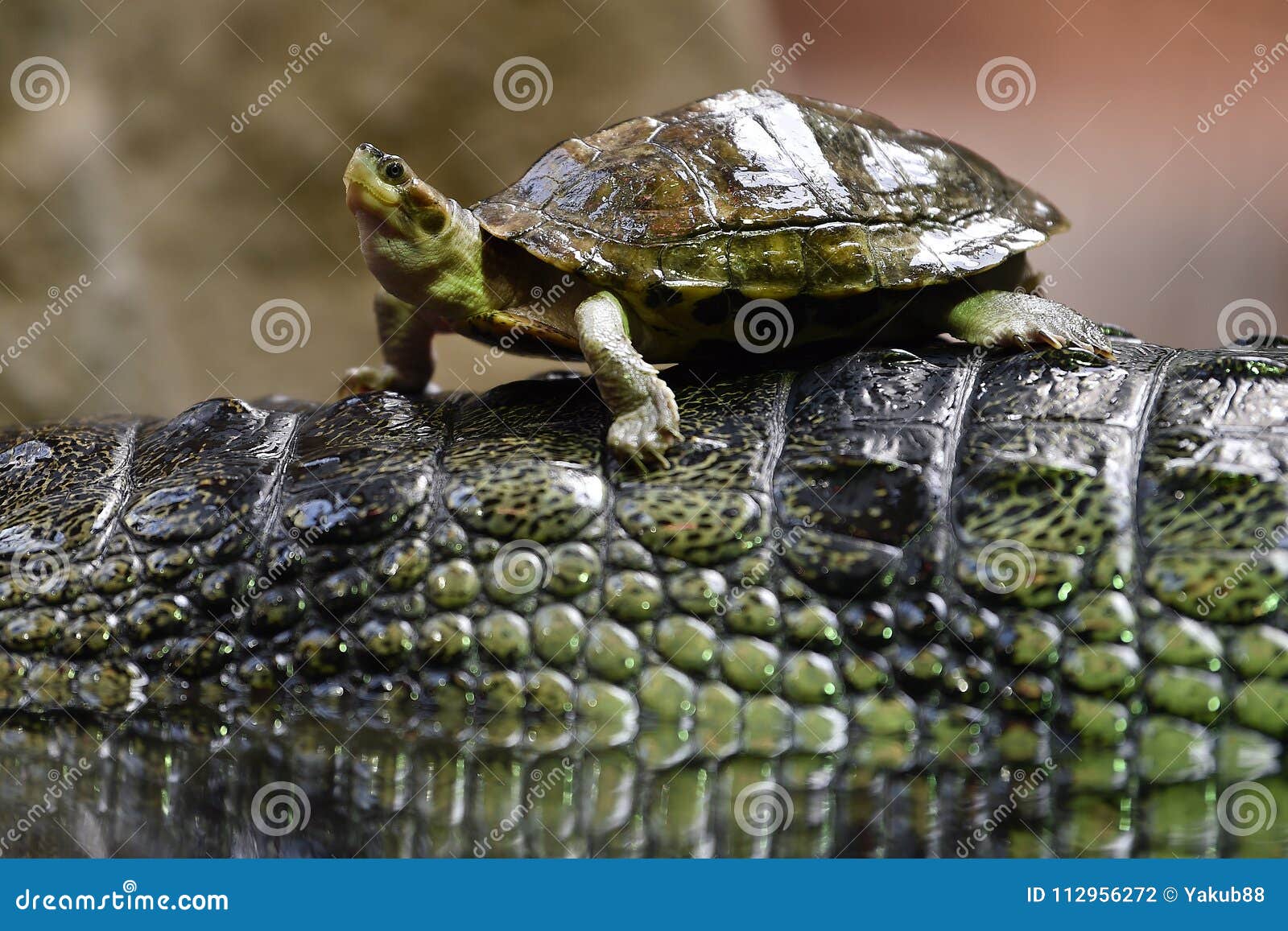 Brown roofed turtle stock photo. Image of smithii, sitting - 112956272