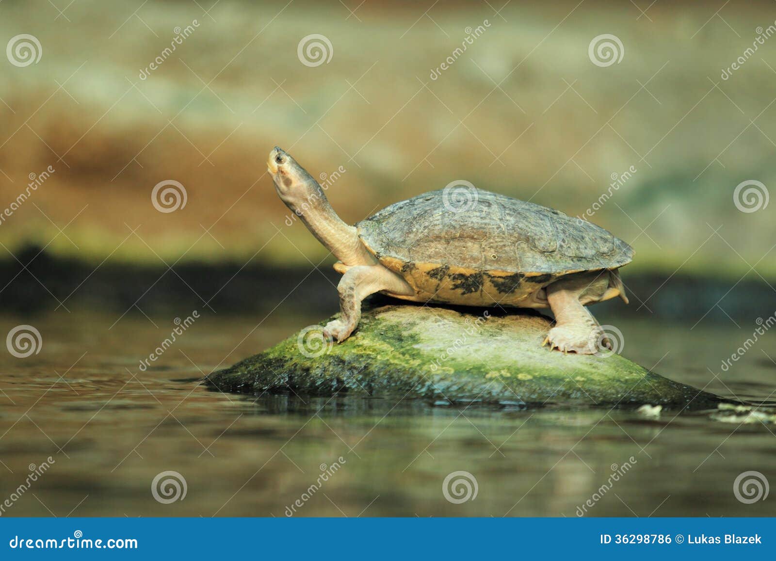 Brown roofed turtle stock photo. Image of nature, reptile - 36298786