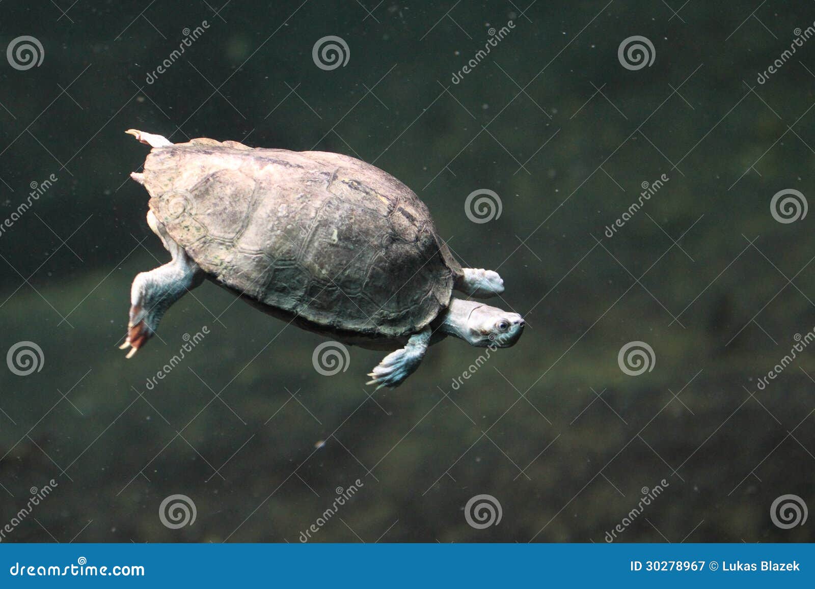 Brown roofed turtle stock image. Image of animal, brown - 30278967