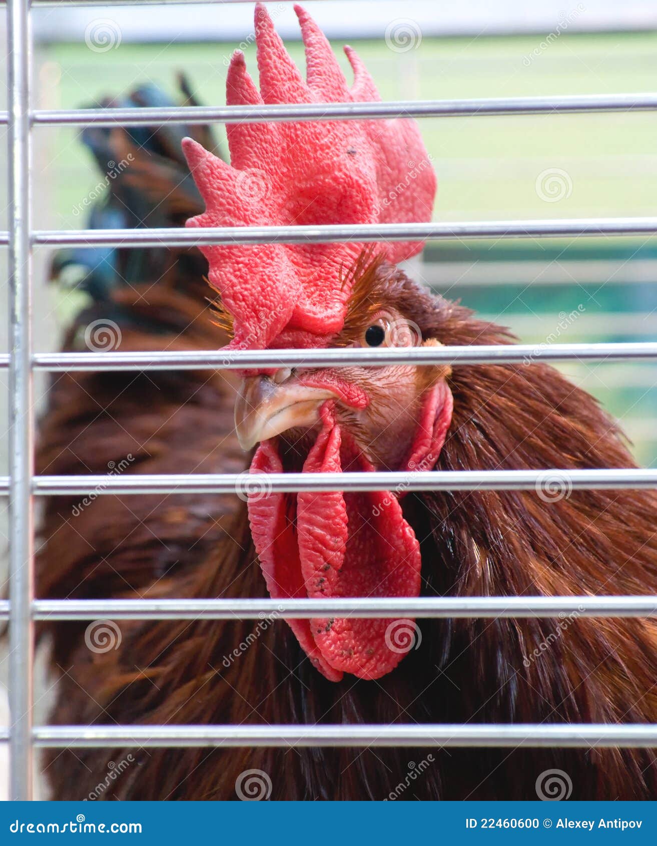 Brown rooster in cage stock photo. Image of livestock - 22460600