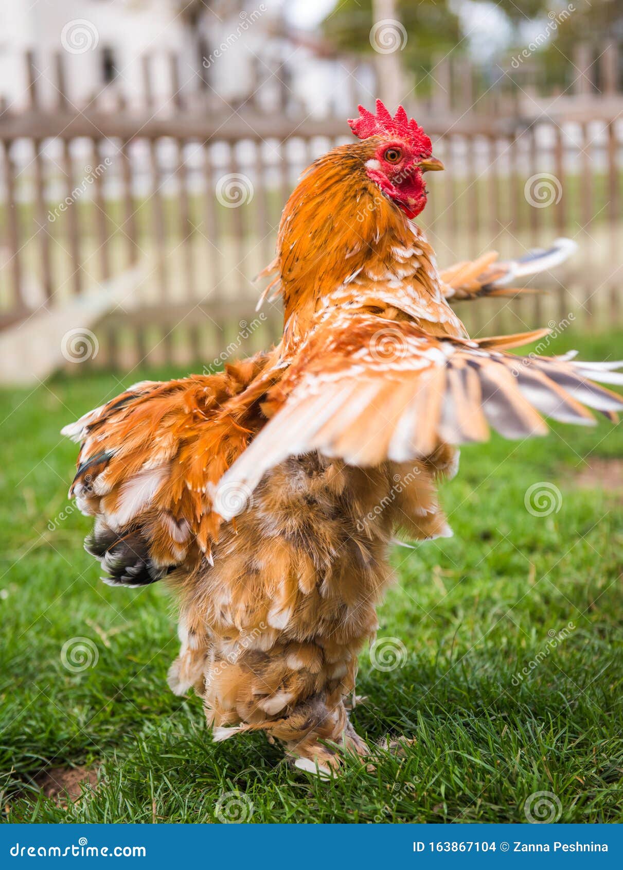 Brown Rooster Flapping Its Wings on Green Grass Stock Photo - Image of ...