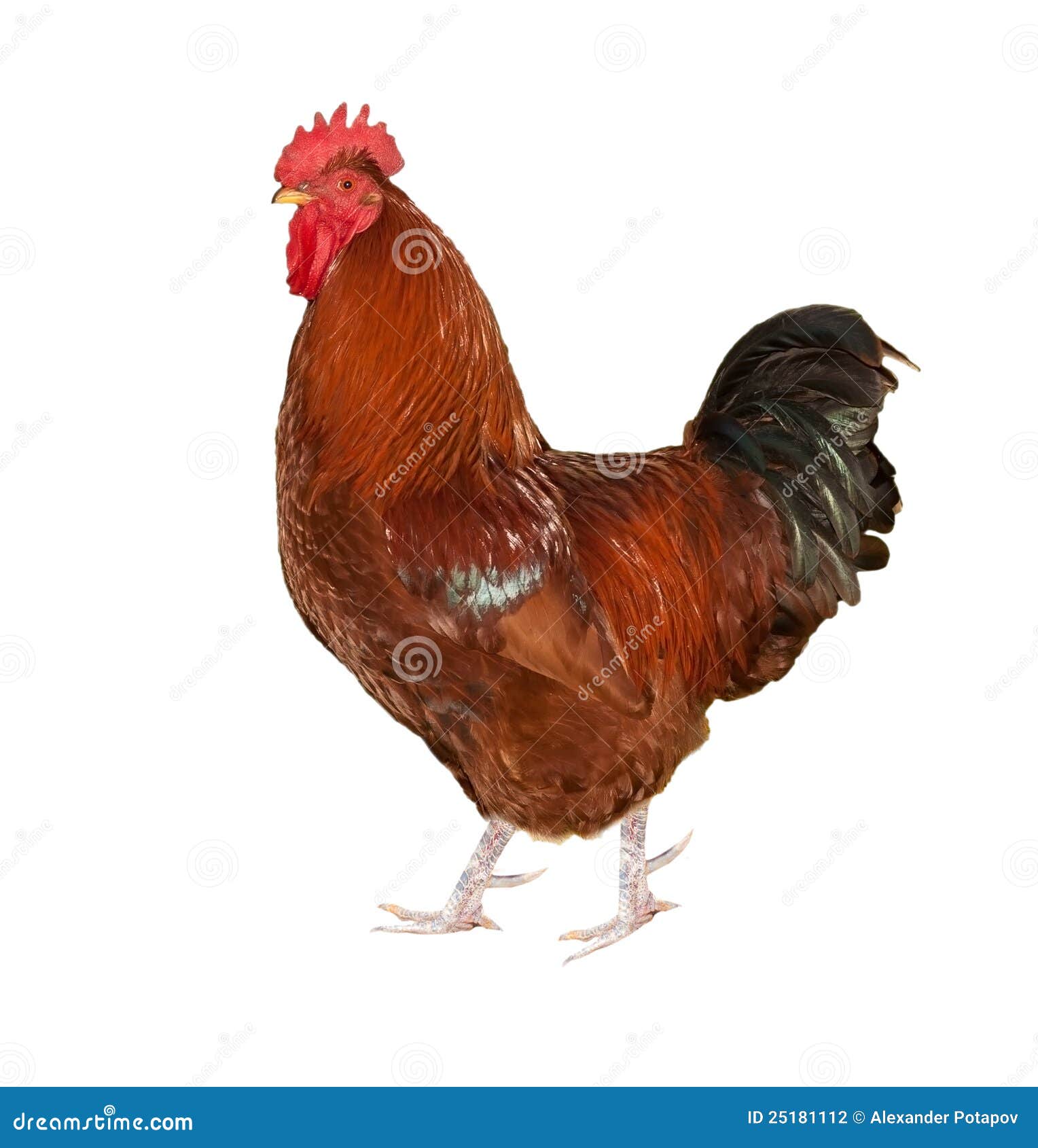 Brown Rooster Isolated on White Stock Photo - Image of farm, animal ...