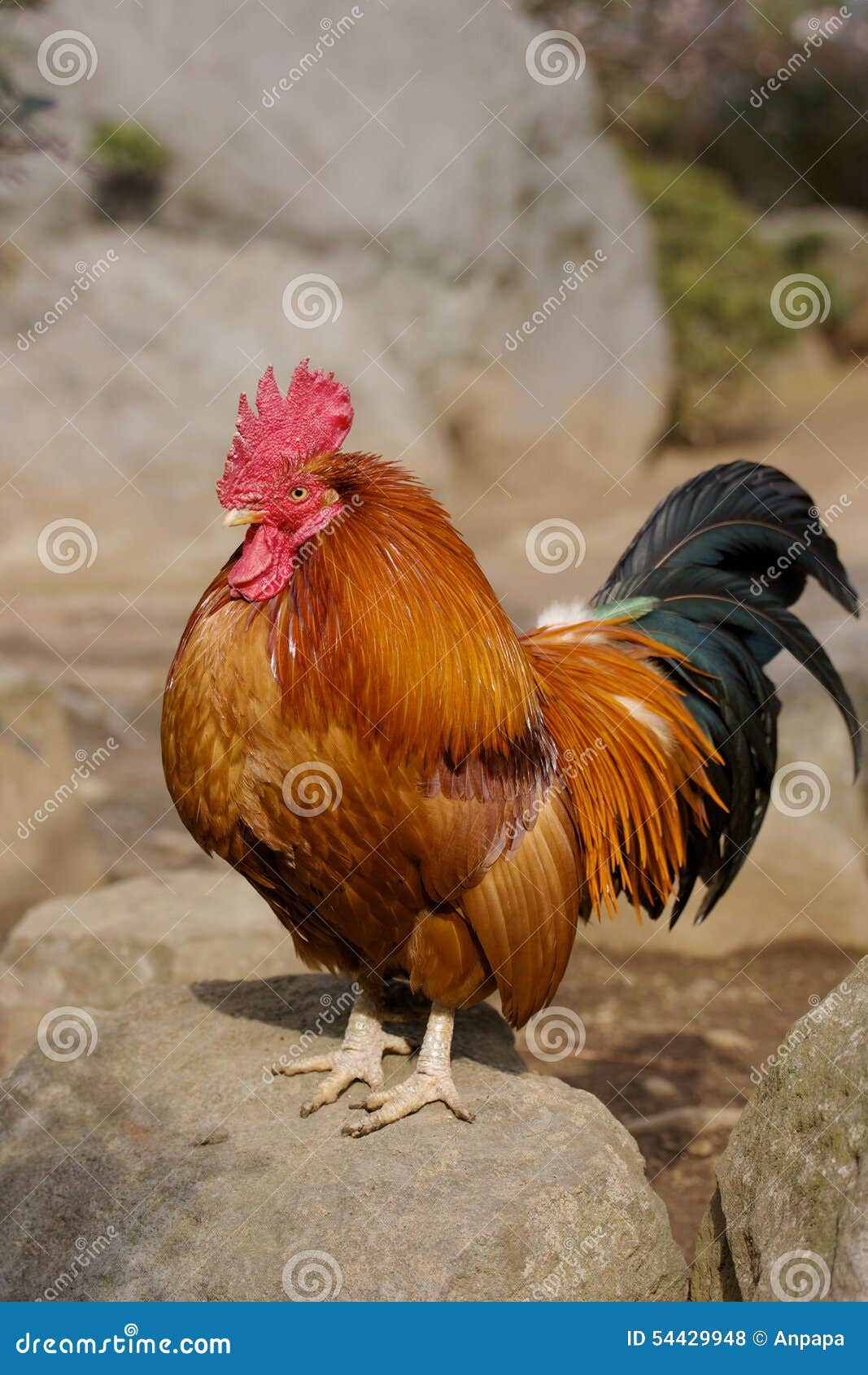 Brown Rooster stock photo. Image of animal, japan, rooster - 54429948