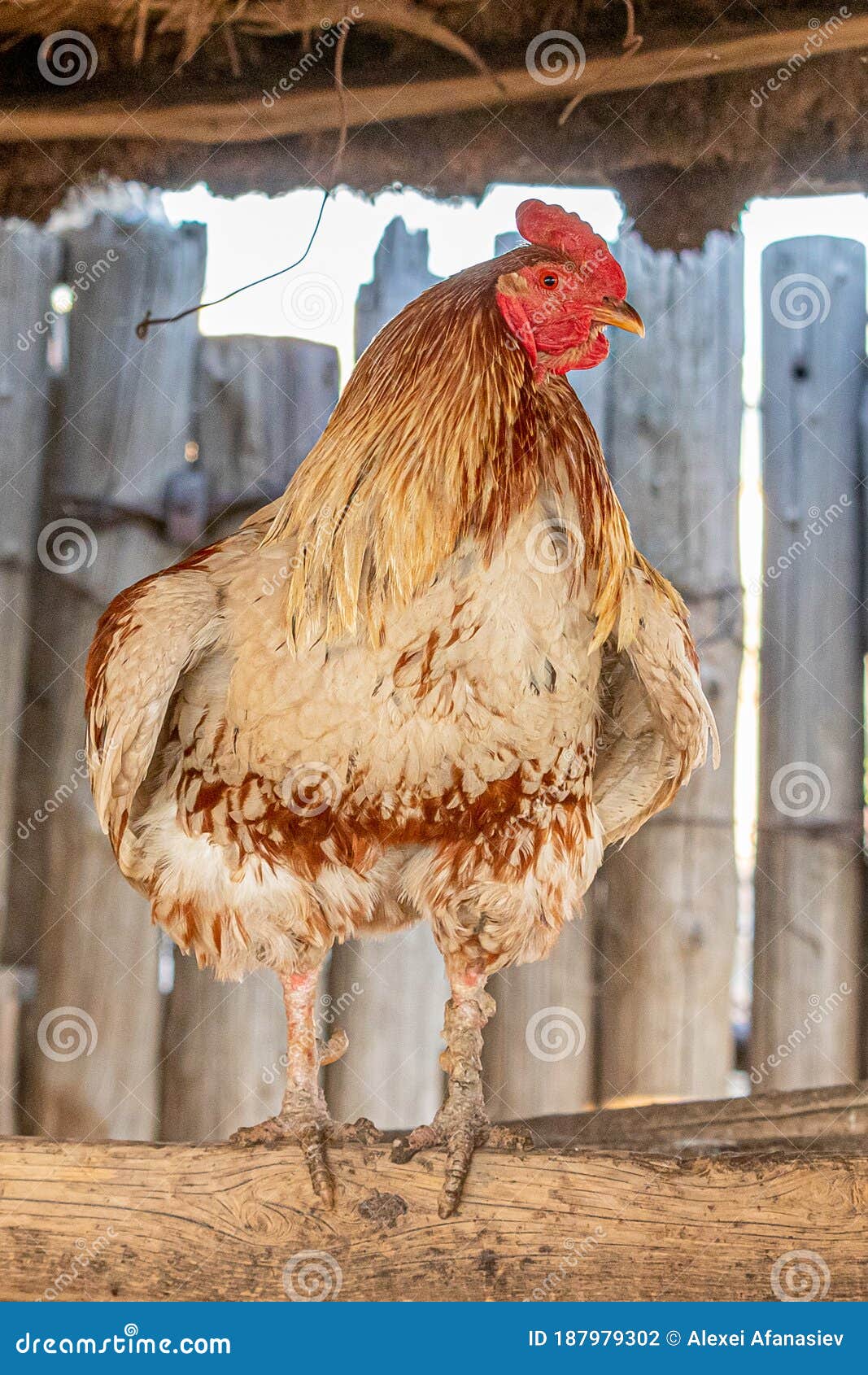 A Brown Rooster Sits on a Perch in a Village Barn Stock Photo - Image ...