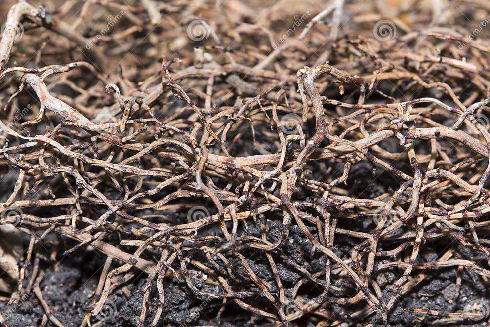 Brown rootlet stock image. Image of plant, soil, root - 32537295
