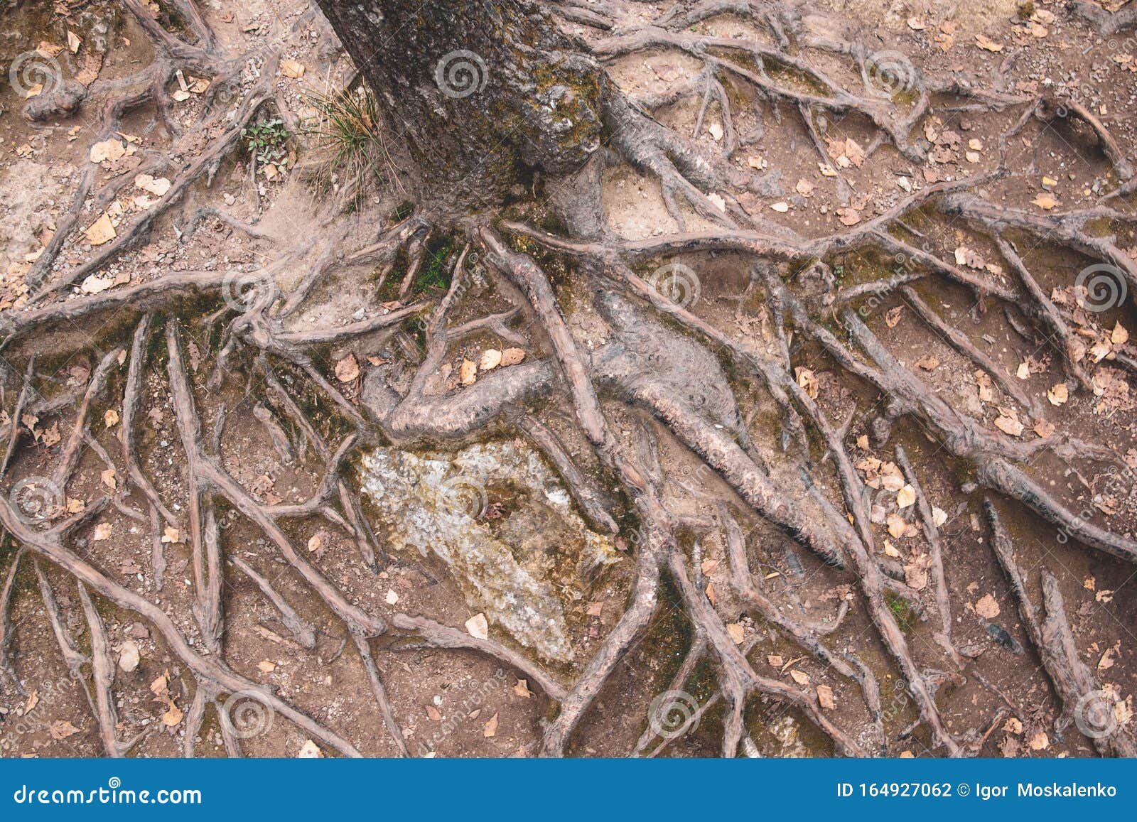Brown Roots Above the Ground Stock Photo - Image of outdoors, light ...