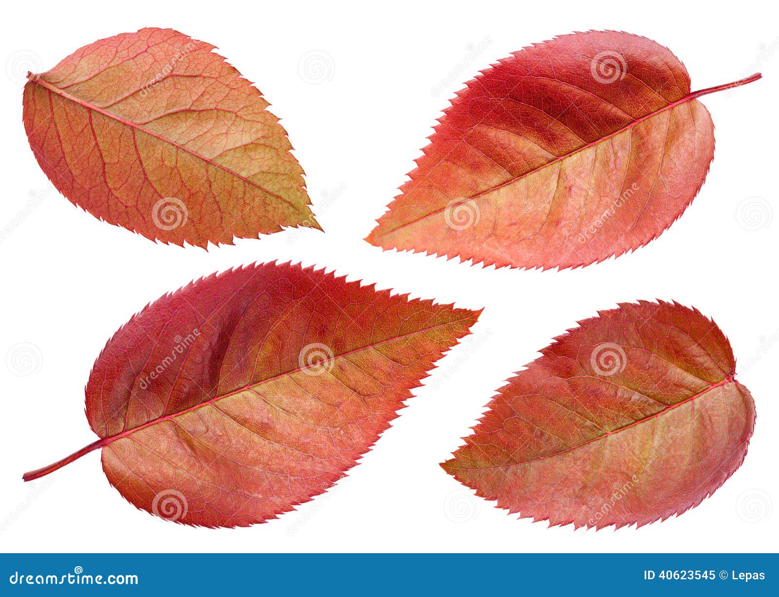 Red Rose And Leaf White Paper Texture Wallpaper Isolated White ...