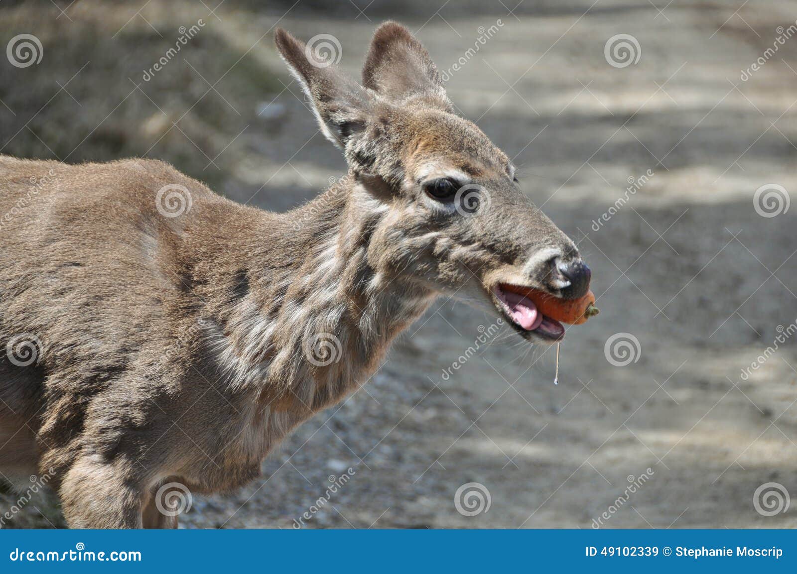 Brown-Rotwild, Die Karotte Essend Geifern Stockbild - Bild von tier ...