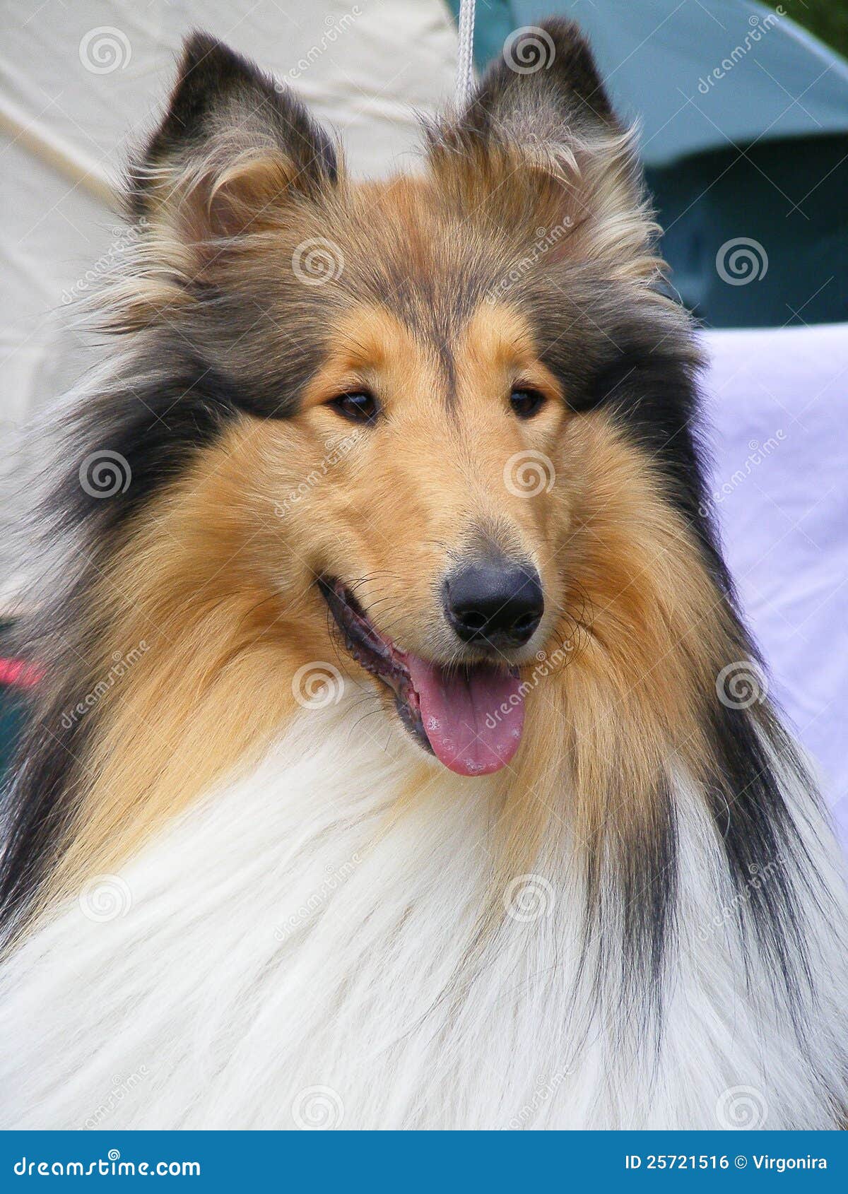 Brown Rough Collie Portrait Stock Photo - Image of grey, front: 25721516