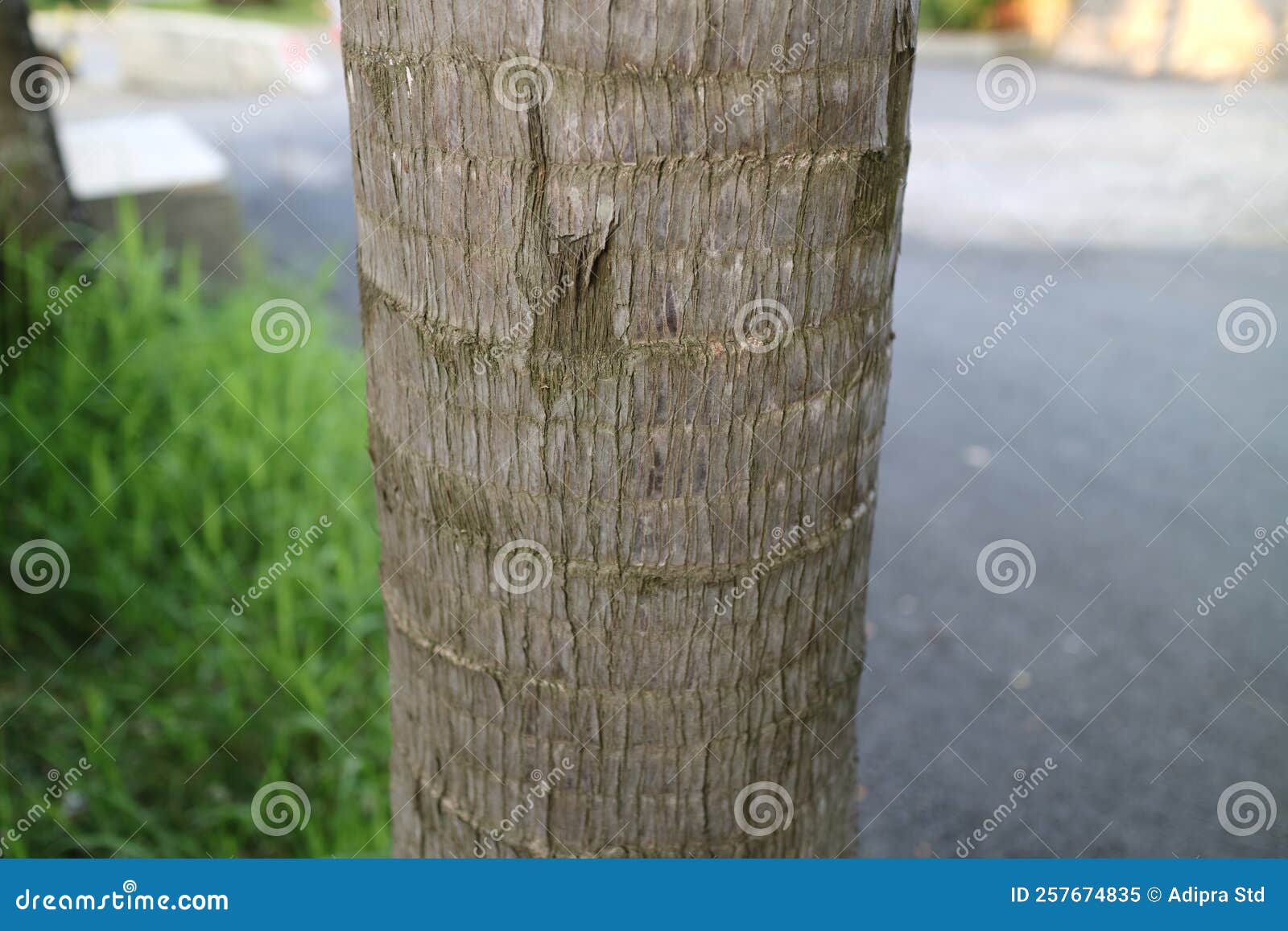 Brown Rough Textured Palm Trunk Stock Image - Image of design, tree ...