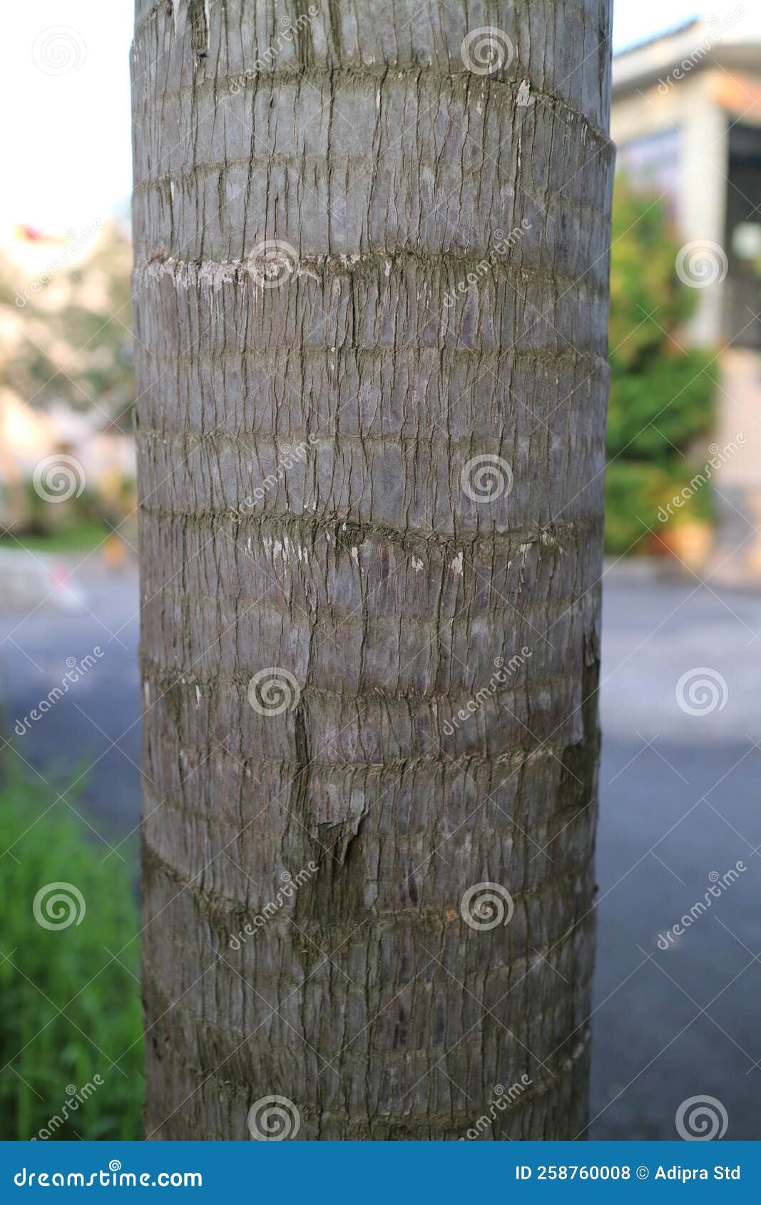 Brown Rough Textured Palm Trunk Stock Photo - Image of nature, palm ...