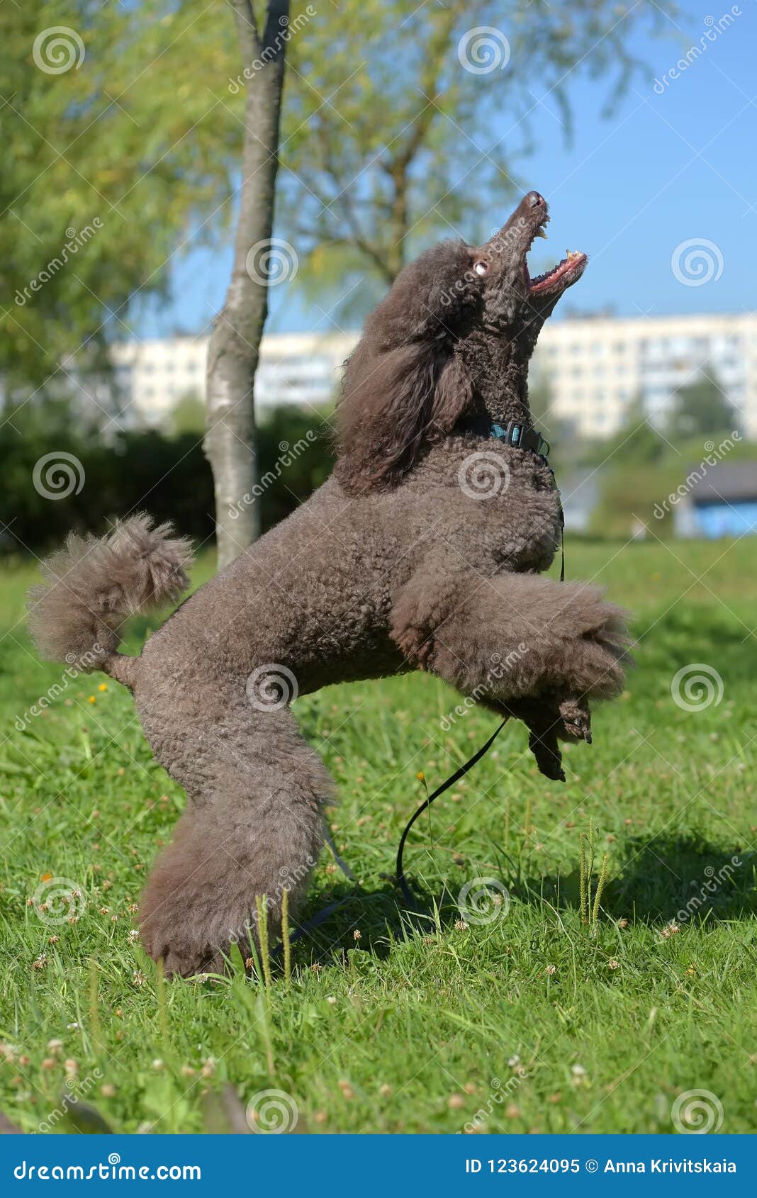 Brown royal poodle jumps stock image. Image of jumps - 123624095