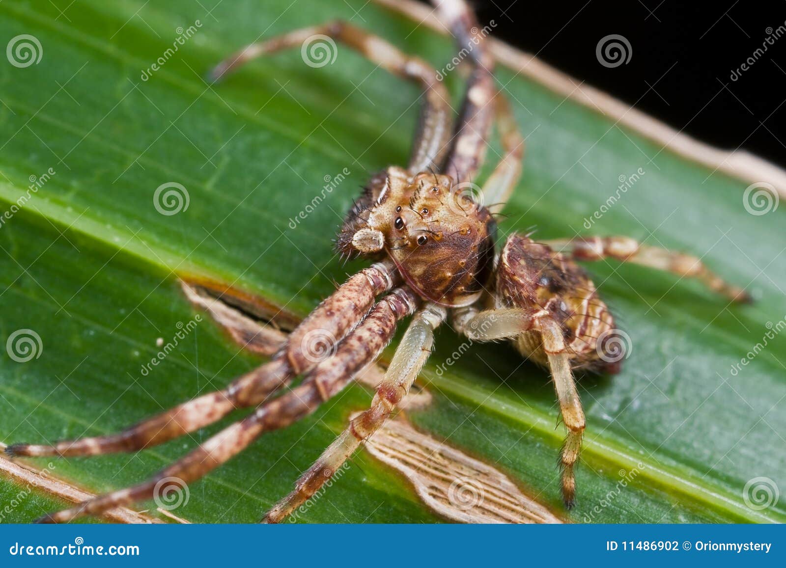 A Brown Running Crab Spider Stock Photo - Image of crab, brown: 11486902