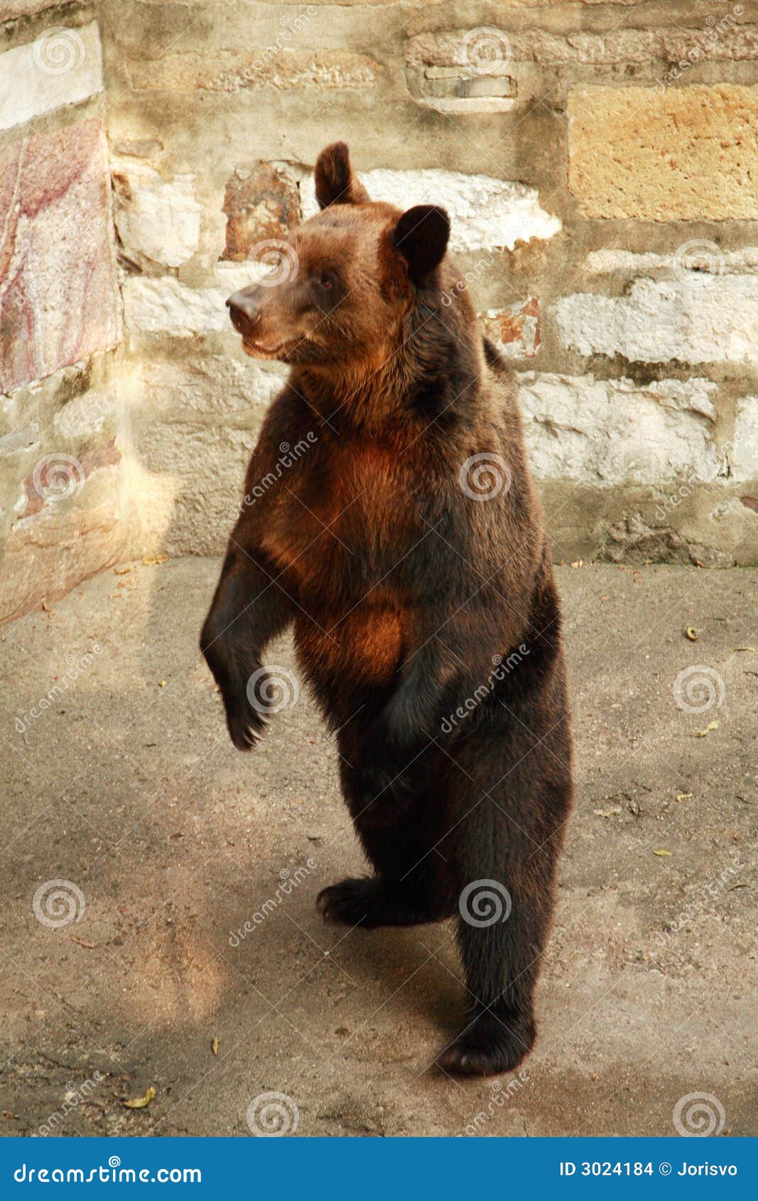 Brown Russian bear stock photo. Image of russia, animal - 3024184