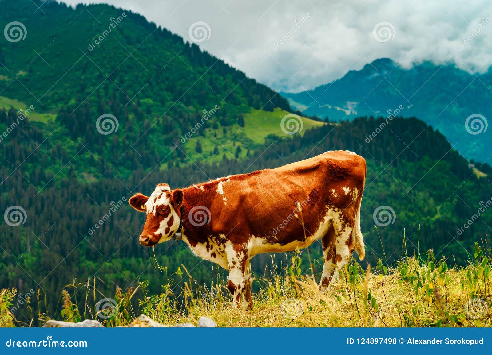 Brown Rusty Cow on a Pasture in Alps Mountains Stock Photo - Image of ...