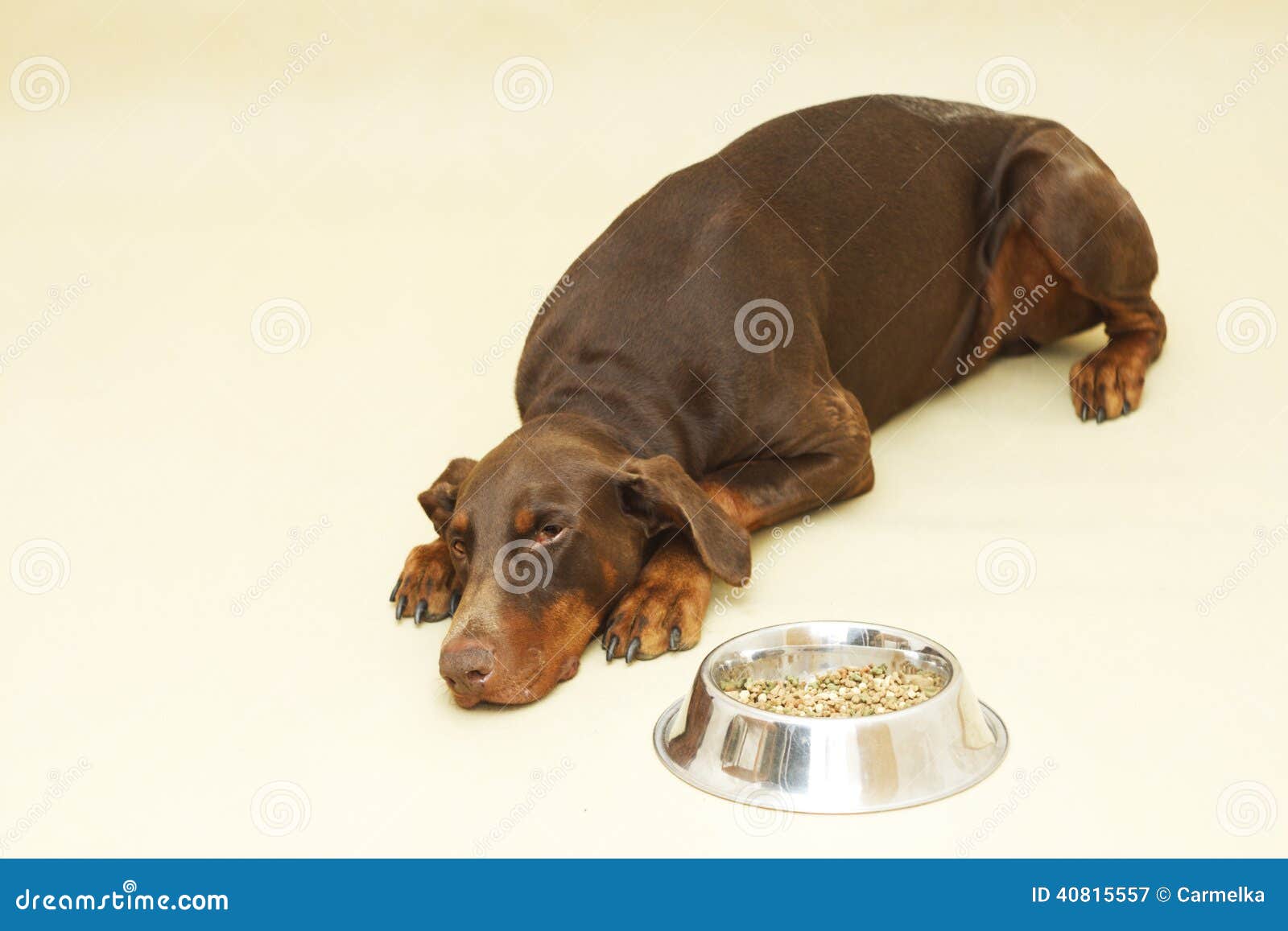 Brown Sad Doberman Pinscher with Food Stock Image - Image of lunch ...
