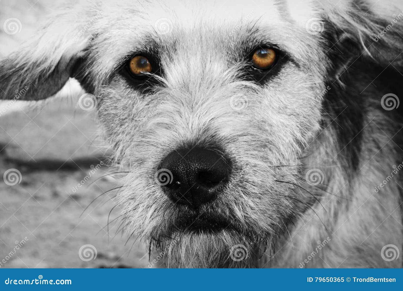 Brown Sad Dog. (BW) stock image. Image of wait, unhappy - 79650365